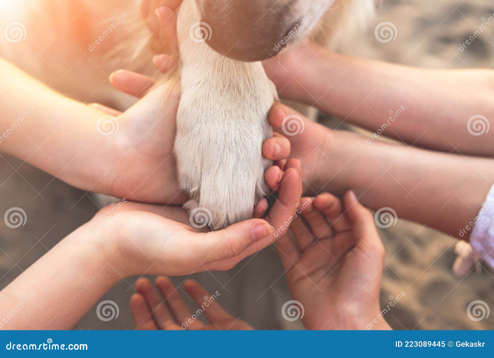 Human hands and dog paw stock image. Image of love, nature - 223089445
