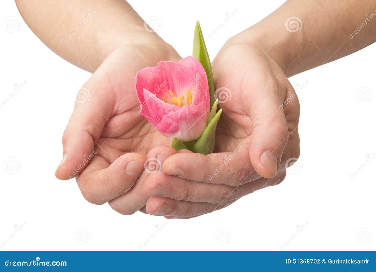 Human hands with a flower stock photo. Image of flowers - 51368702