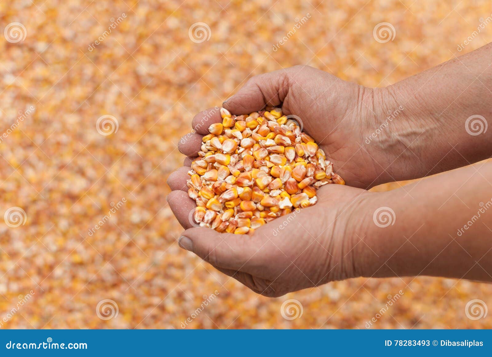 Human Hands with Grains of Corn. Stock Image - Image of female, hands ...