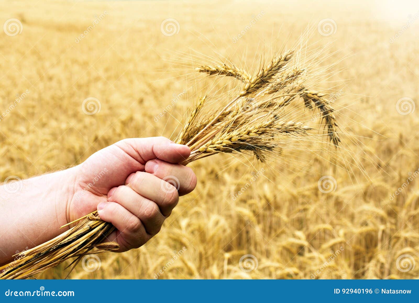 Human Hands Hold Wheat in a Golden Wheat. Stock Photo - Image of seed ...