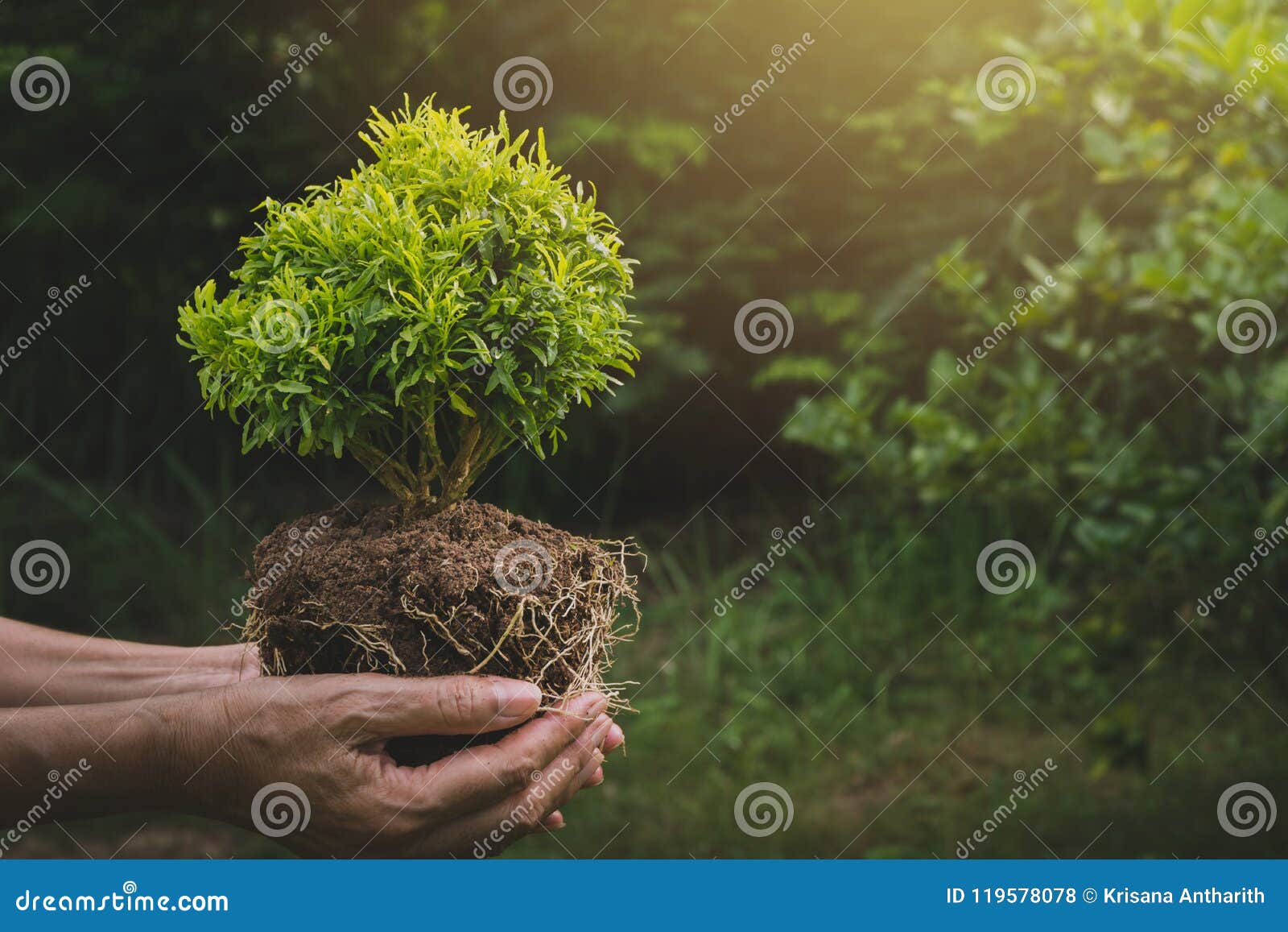 Human Hands Holding Green Small Plant Life Concept Ecology Concept