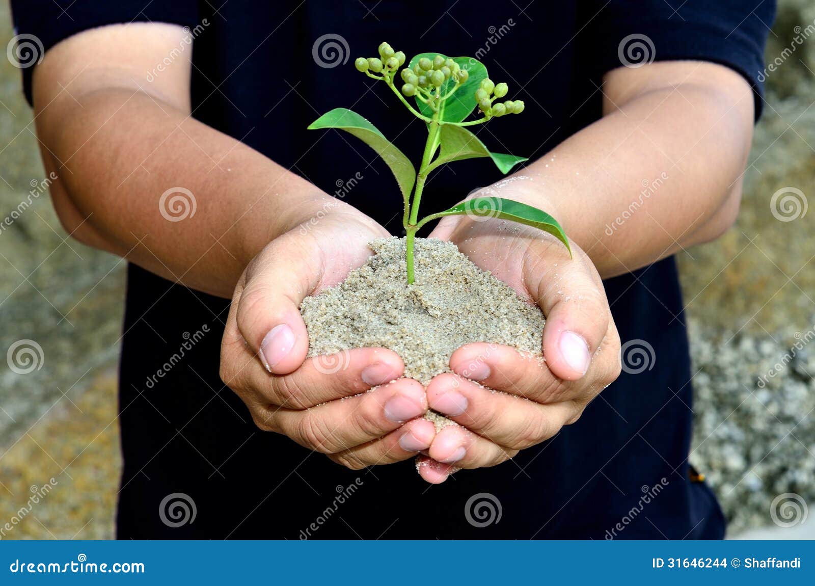 Human Hands Holding Little Sprout Stock Photo - Image of concept ...