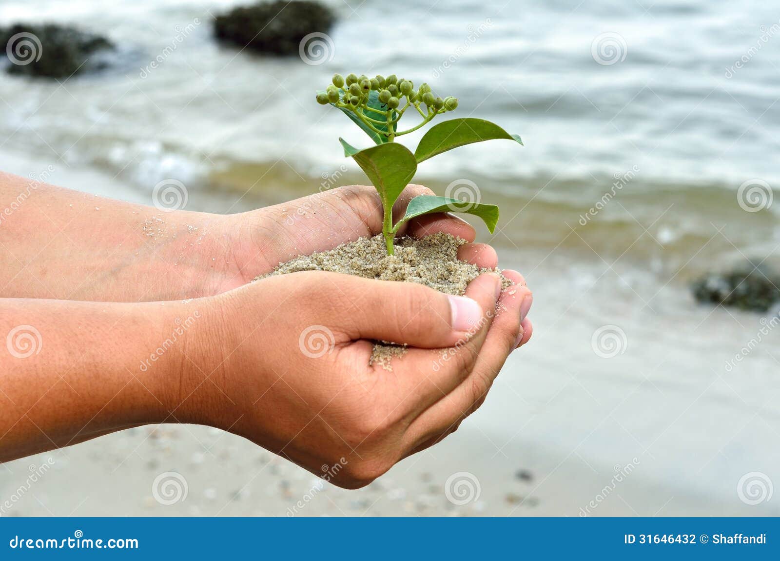 Human Hands Holding Little Sprout Stock Photo - Image of gardening ...