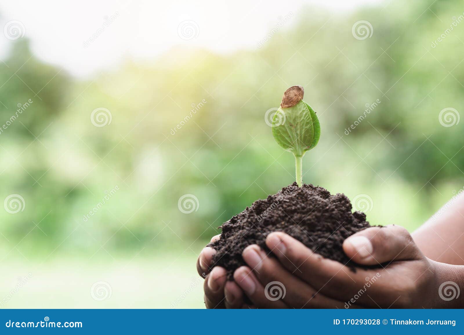 Human Hands Holding Plants. World Environment Day Concept Stock Photo ...