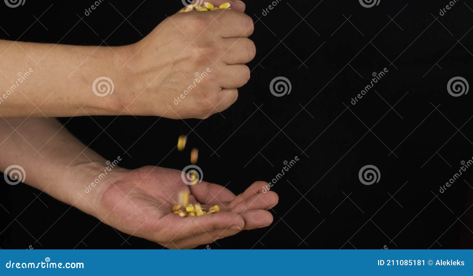 Human Hands Holding and Pouring Heap of Corn Seed in the Palm. Stock ...