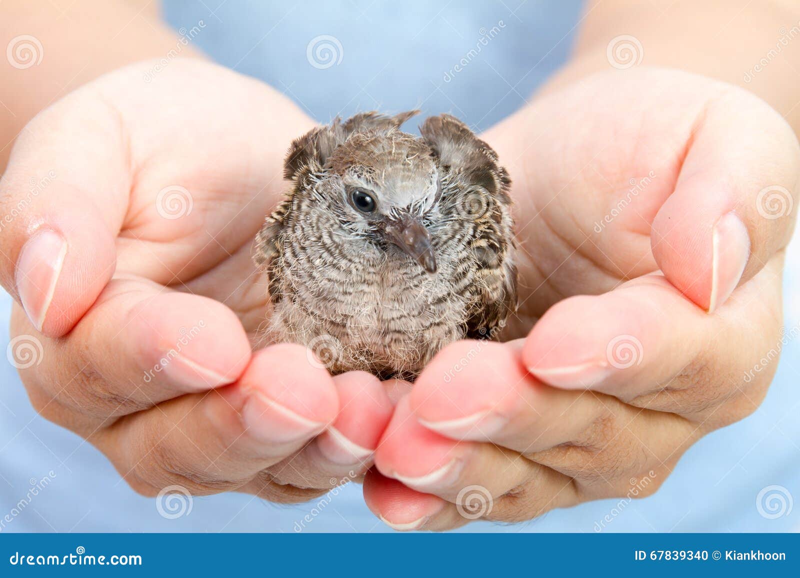Human Hands Holding Small Bird Stock Photo - Image of people, nature ...