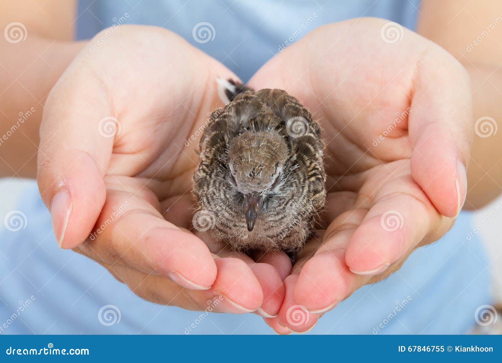 Human Hands Holding Small Bird Stock Image - Image of background ...