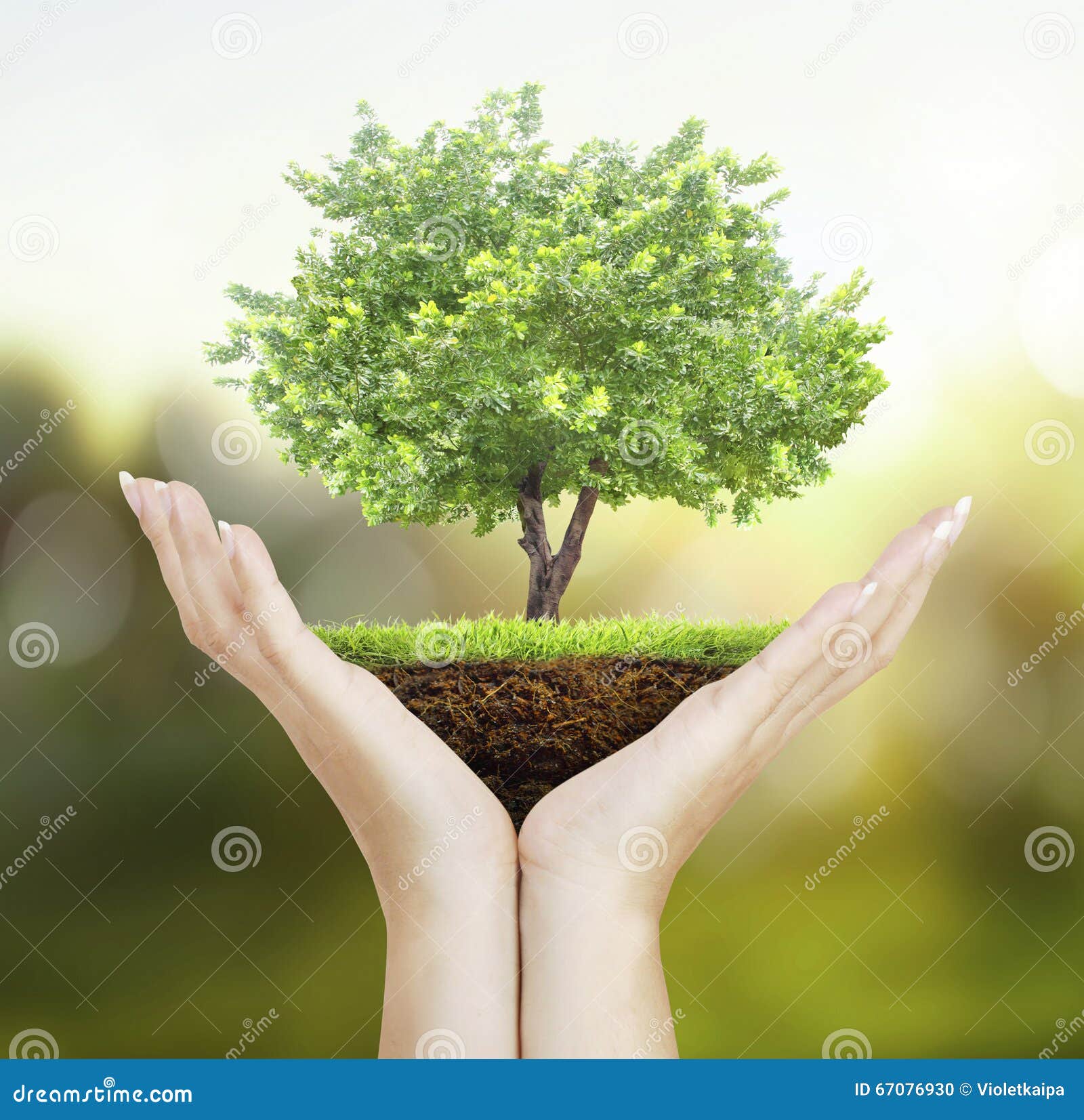 Human Hands Holding Tree Stock Photography | CartoonDealer.com #67076930