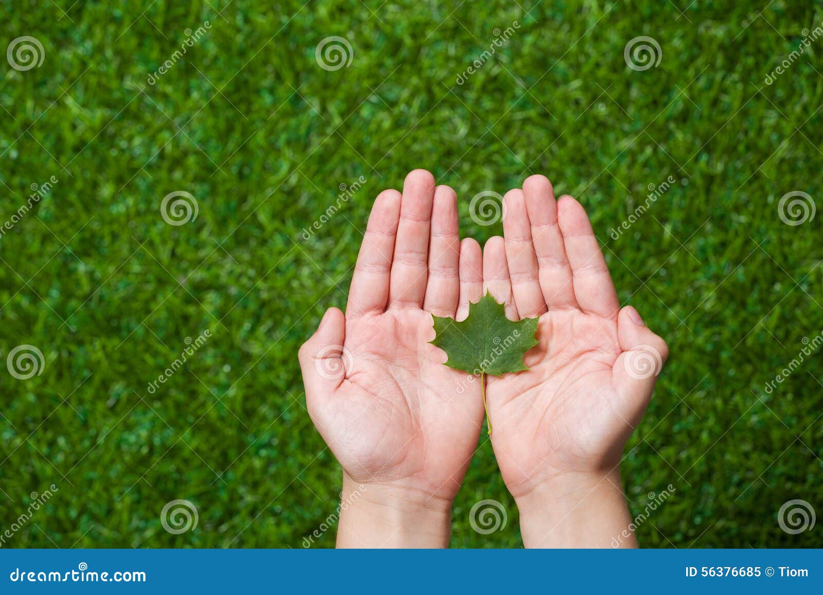 Human Hands Holding Tree Leaf Stock Image - Image of plant, hand: 56376685