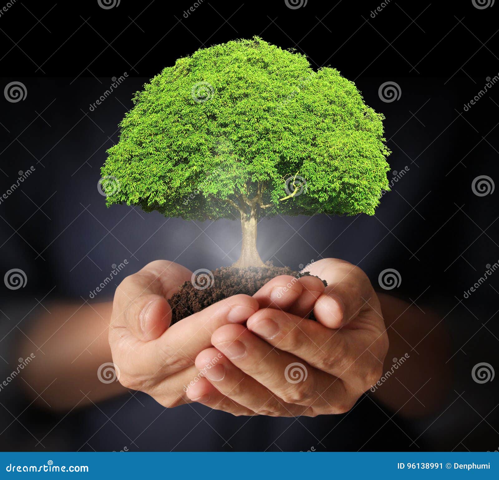 Human Hands Holding Tree Sprout Stock Image - Image of concept ...