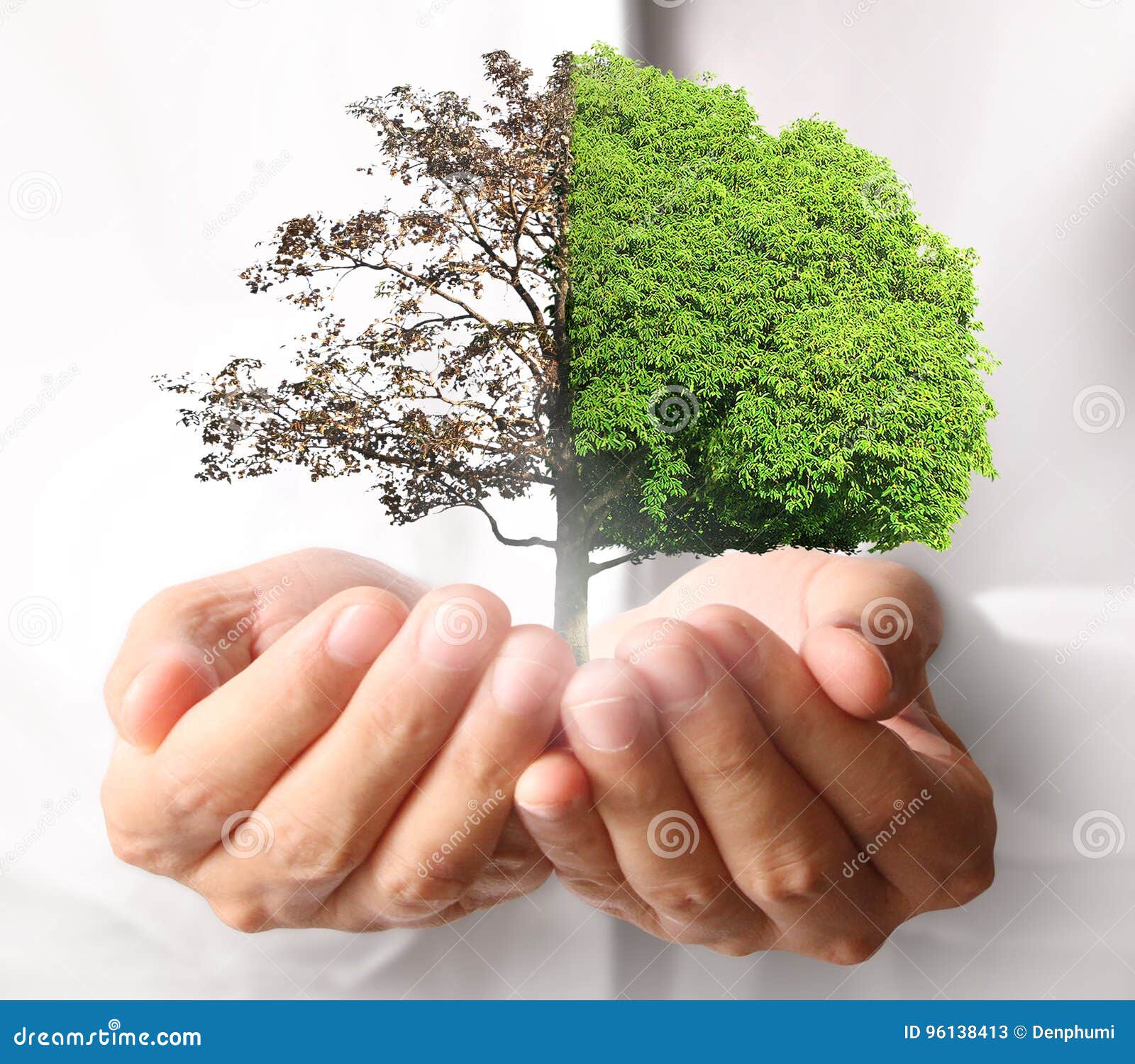 Human Hands Holding Tree Sprout Stock Image - Image of seedling ...