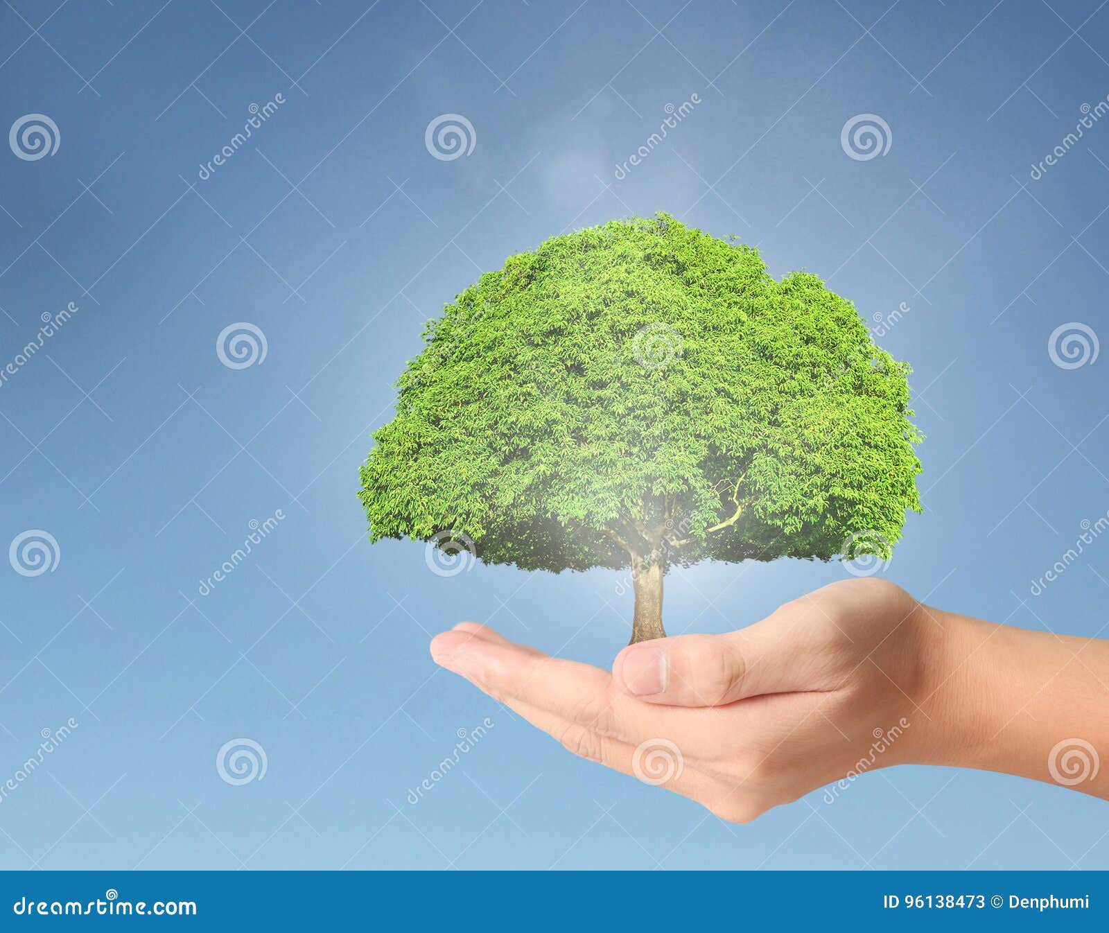Human Hands Holding Tree Sprout Stock Image - Image of earth, grow ...