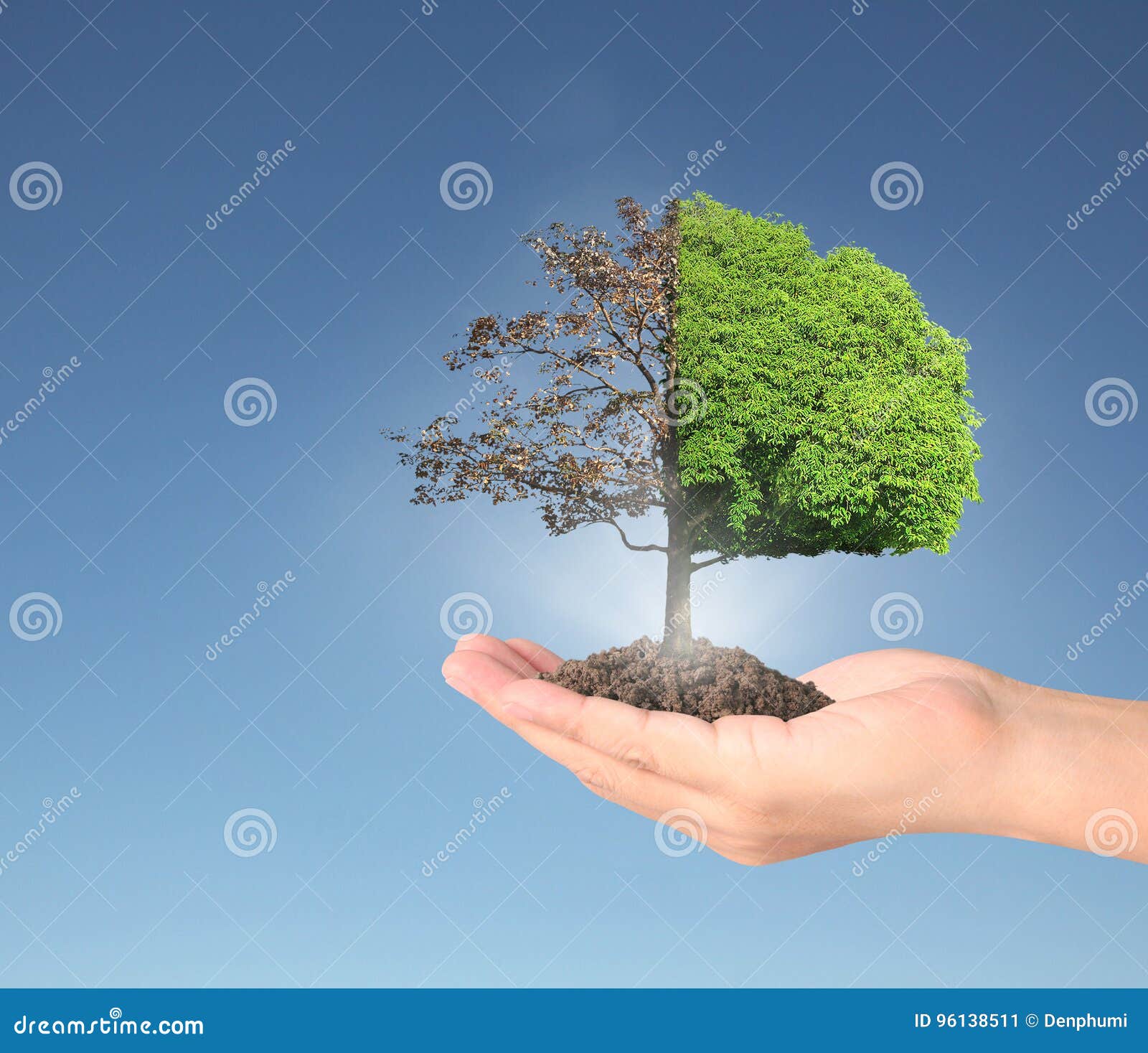 Human Hands Holding Tree Sprout Stock Image - Image of tree ...