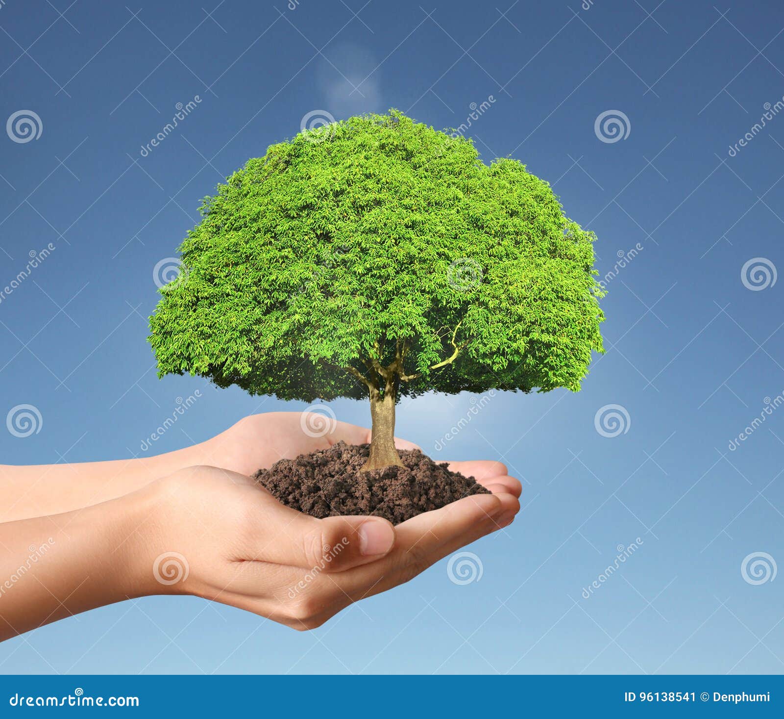 Human Hands Holding Tree Sprout Stock Image - Image of tree ...