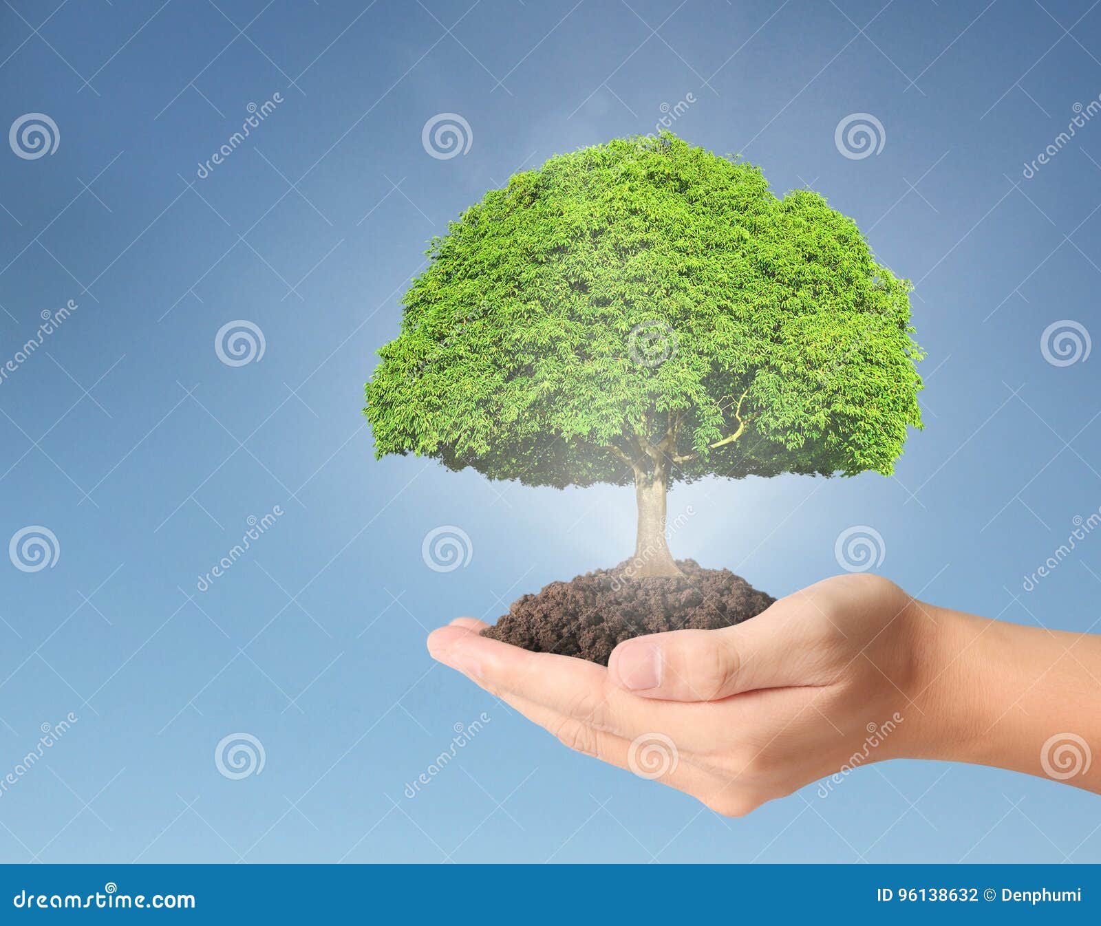Human Hands Holding Tree Sprout Stock Photo - Image of nature, life ...