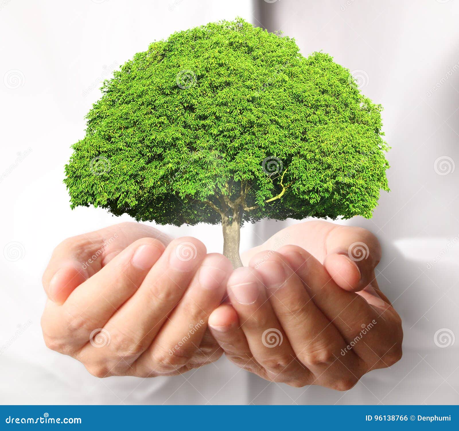 Human Hands Holding Tree Sprout Stock Photo - Image of seedling, care ...