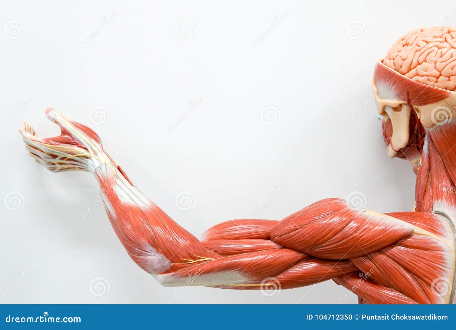 Human hands muscle stock photo. Image of flexing, athletic - 104712350