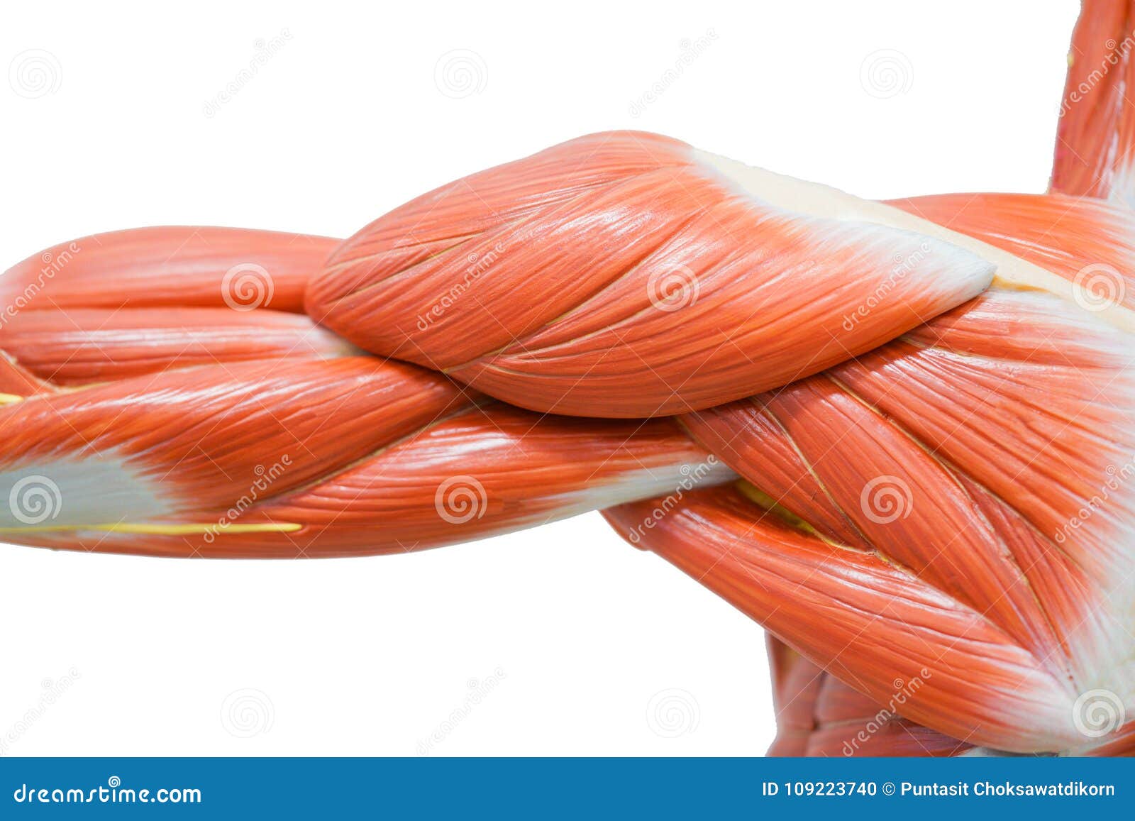 Human hands muscle stock photo. Image of bodybuilding - 109223740