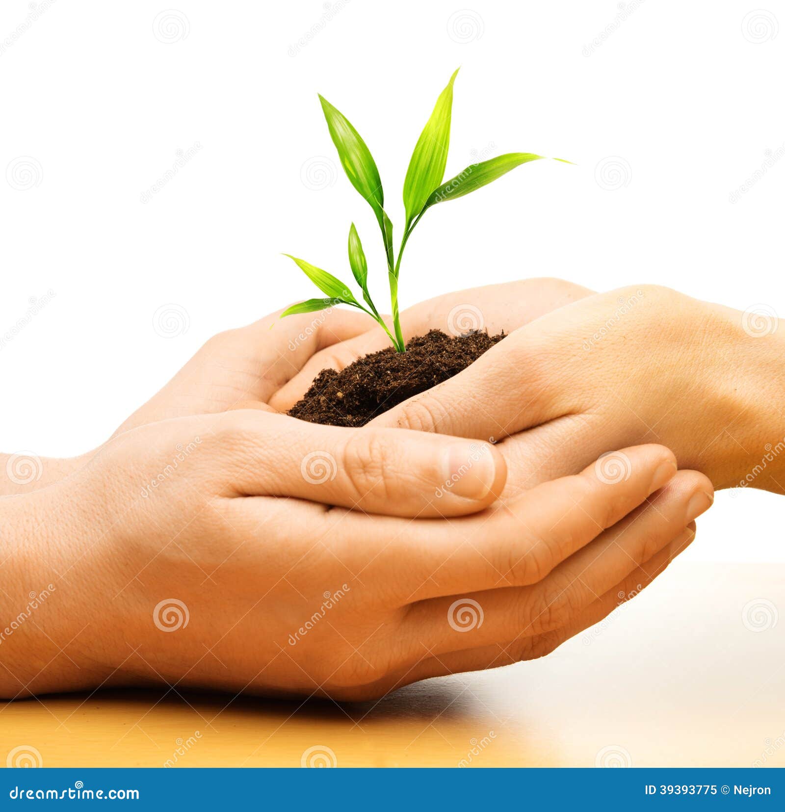Human Hands with Plant Sprout Stock Image - Image of environment, dirt ...