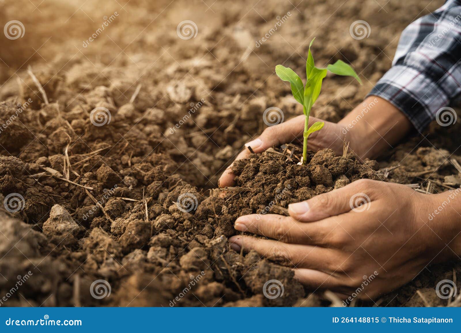 Human Hands Planting Young Green Plants Stock Image - Image of hope ...