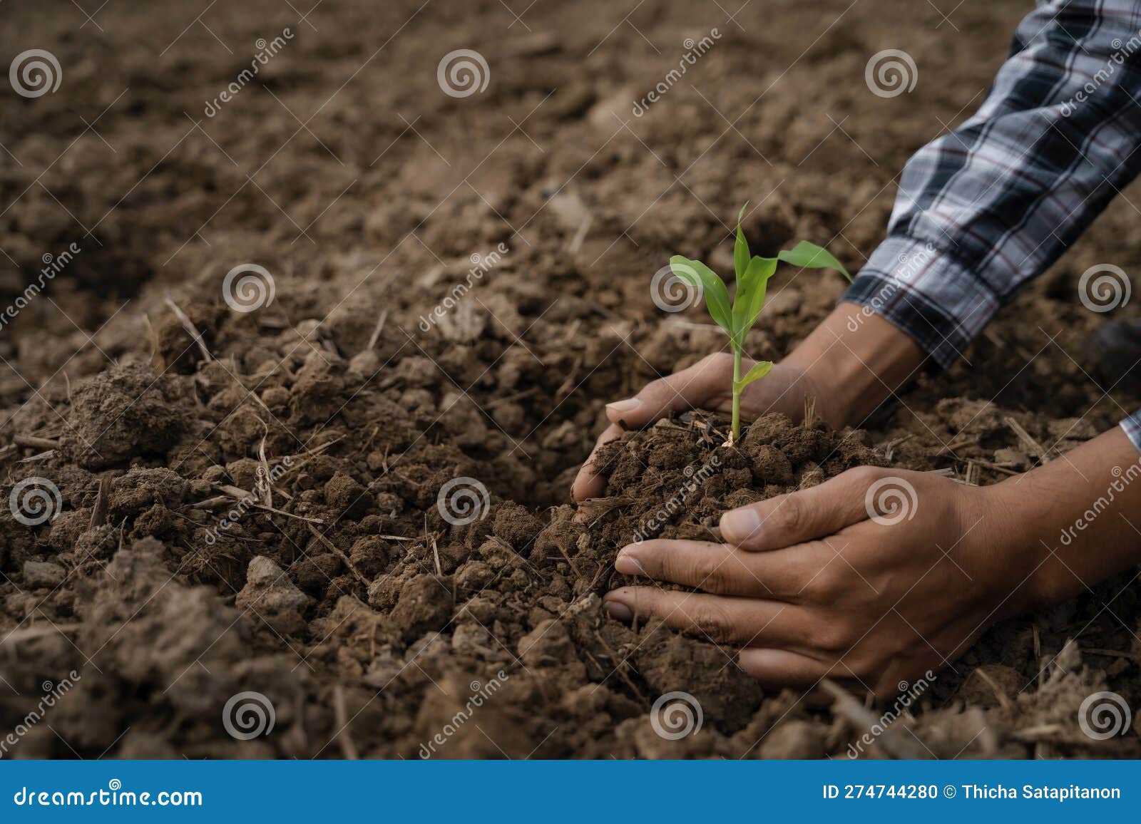 Human Hands Planting Young Green Plants Stock Photo - Image of hand ...