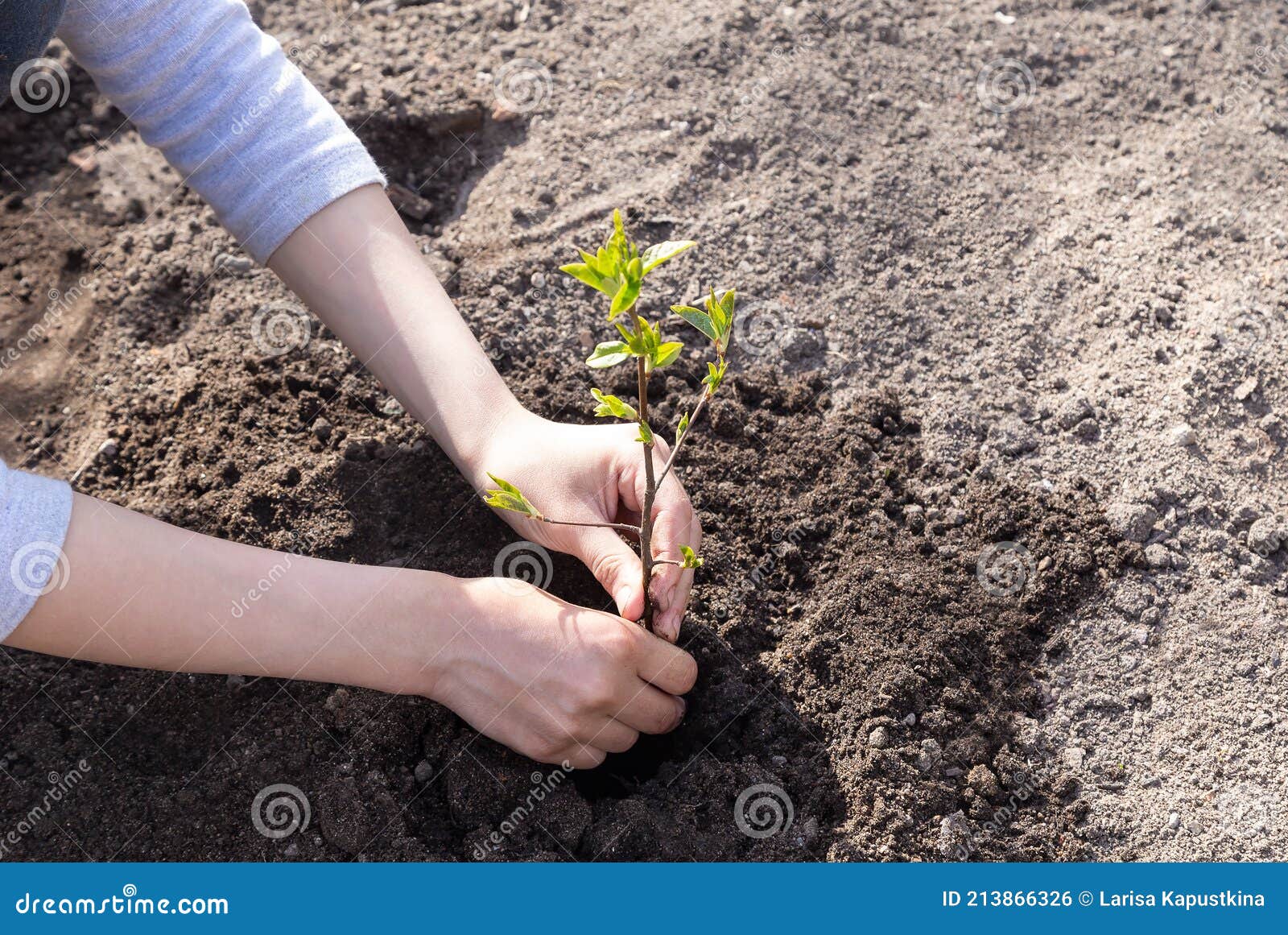 Human Hands are Planting Young Green Tree Sapling in a Soil Stock Photo ...