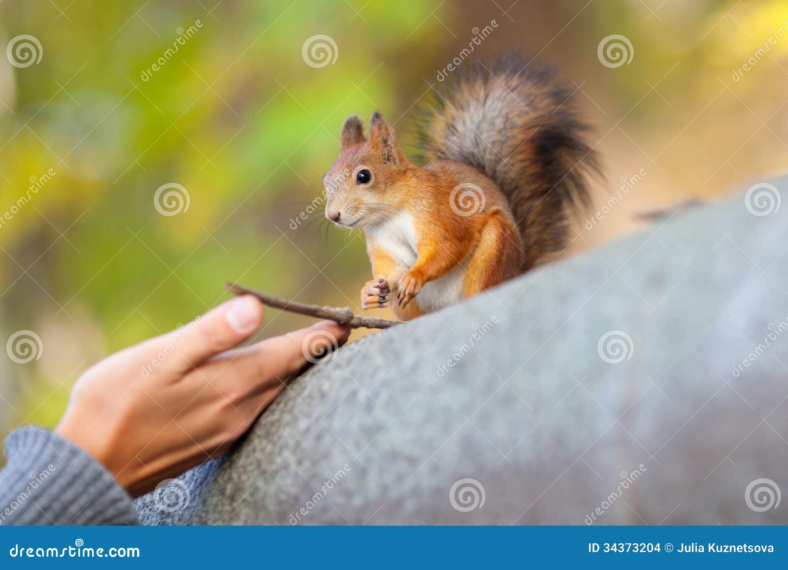 The Human Hands and Red Squirrel Stock Photo - Image of portrait, nose ...