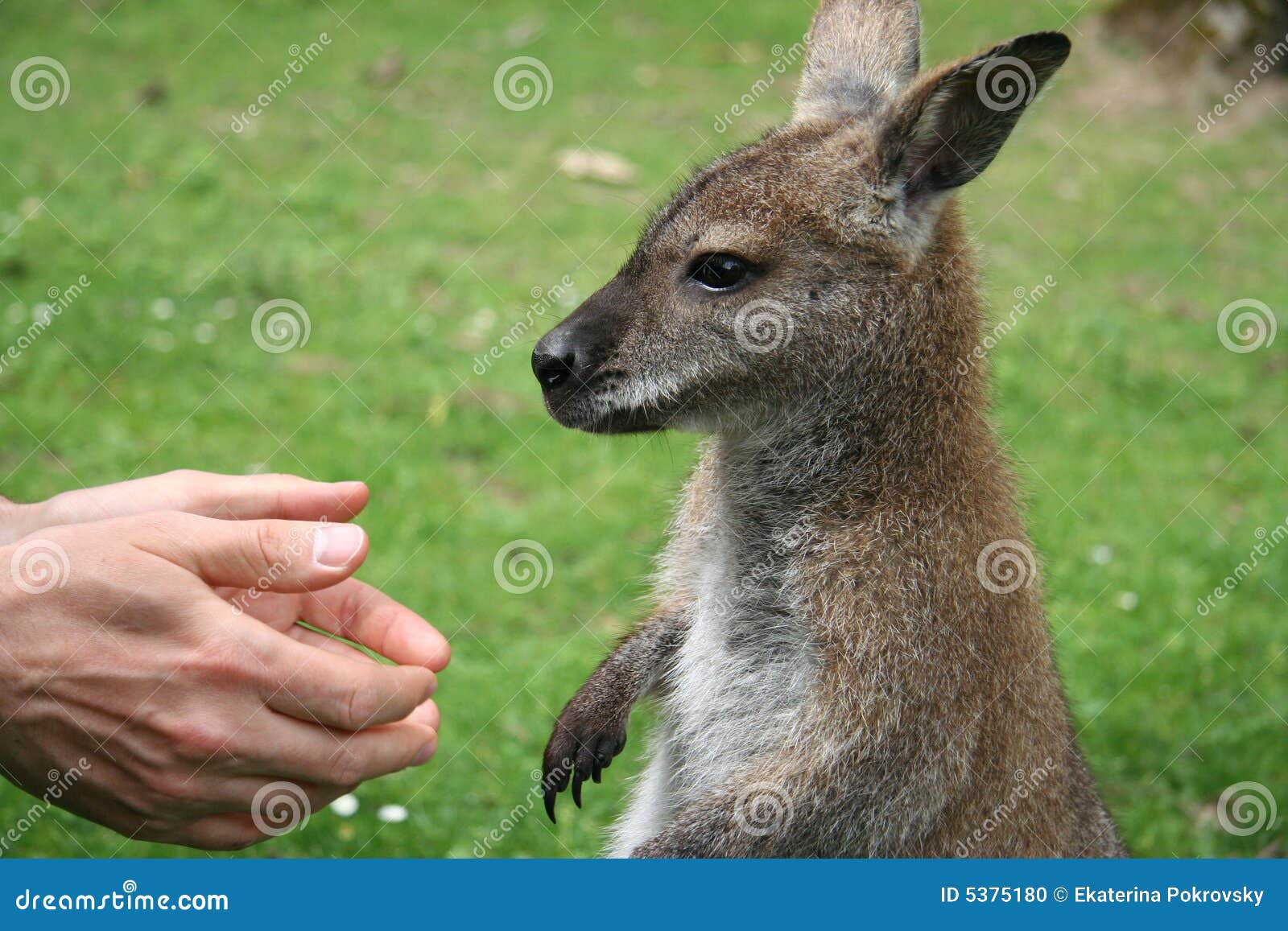 Human Hands and a Small Kangaroo Stock Photo - Image of australia ...
