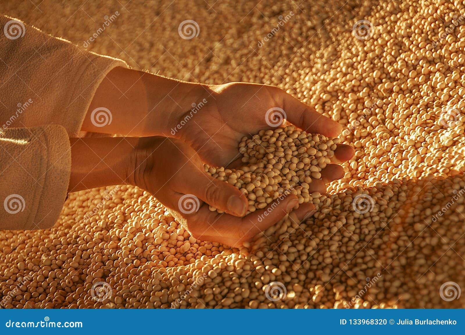 Human hands with soy seeds stock photo. Image of hold - 133968320