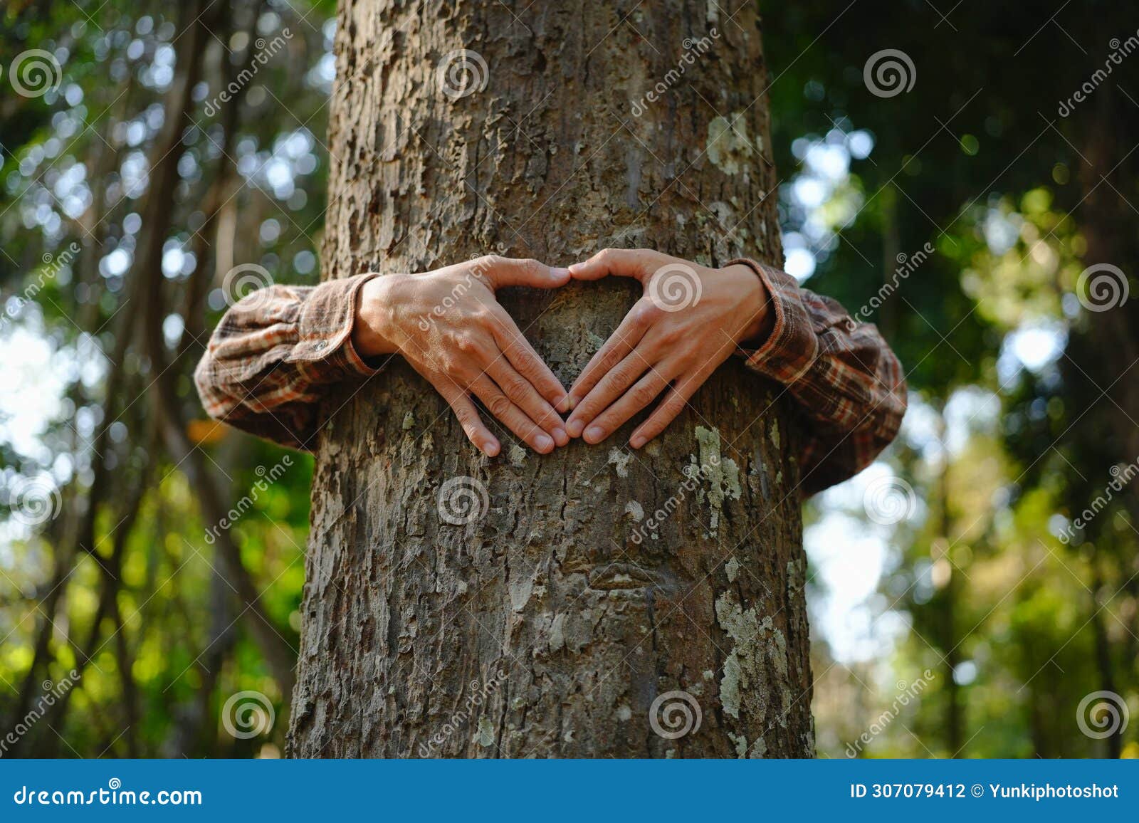 Human Hands Touching Tree Green Forest In Tropical Woods, Hug Tree Or ...
