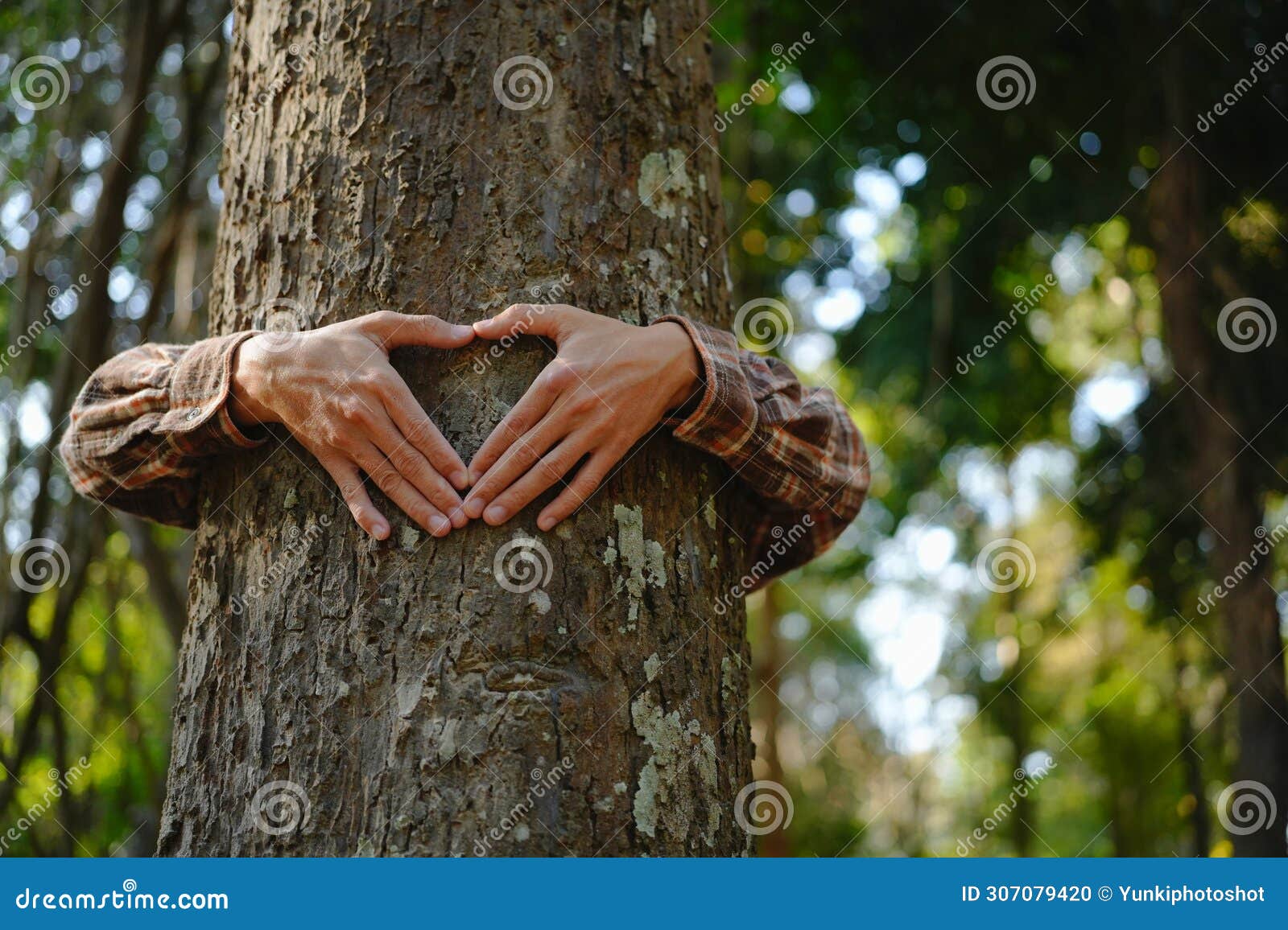 Human Hands Touching Tree Green Forest In Tropical Woods, Hug Tree Or ...