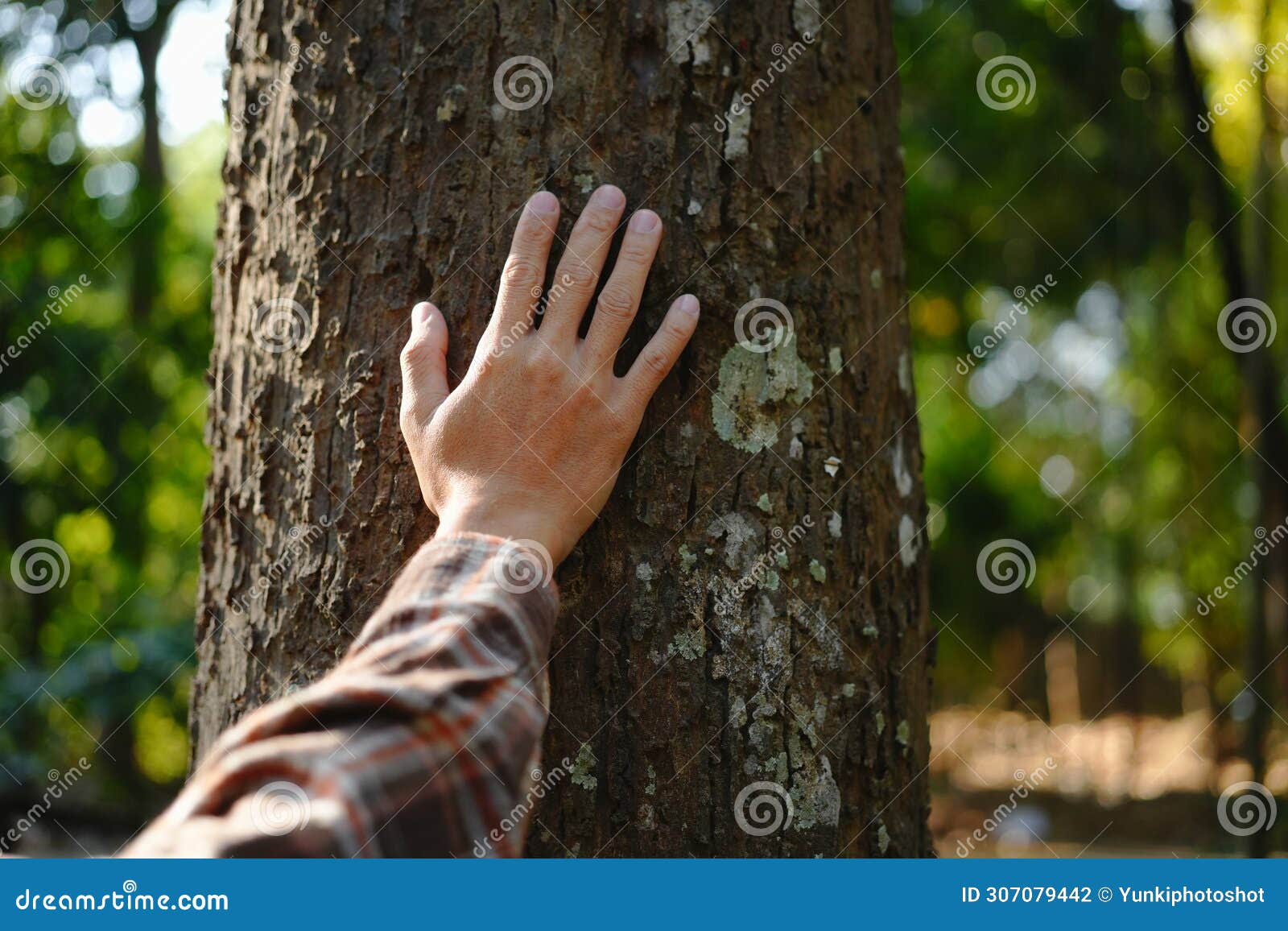 Human Hands Touching Tree Green Forest In Tropical Woods, Hug Tree Or ...