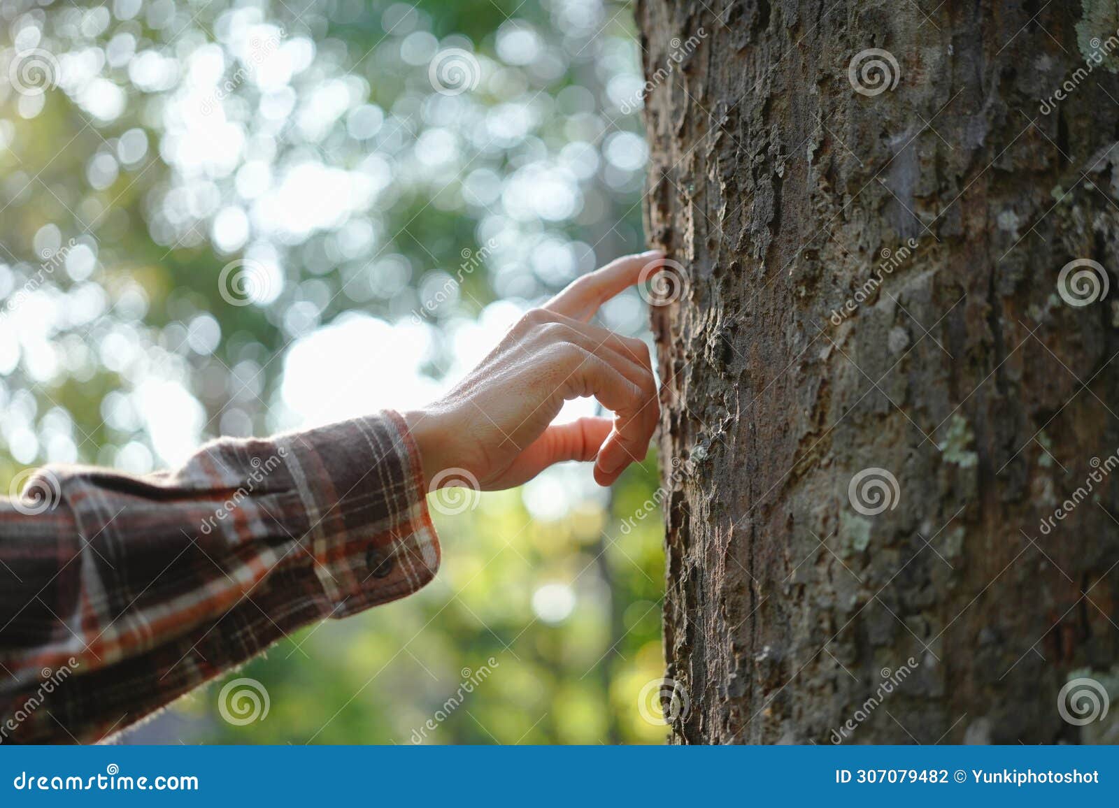 Human Hands Touching Tree Green Forest in Tropical Woods, Hug Tree or ...