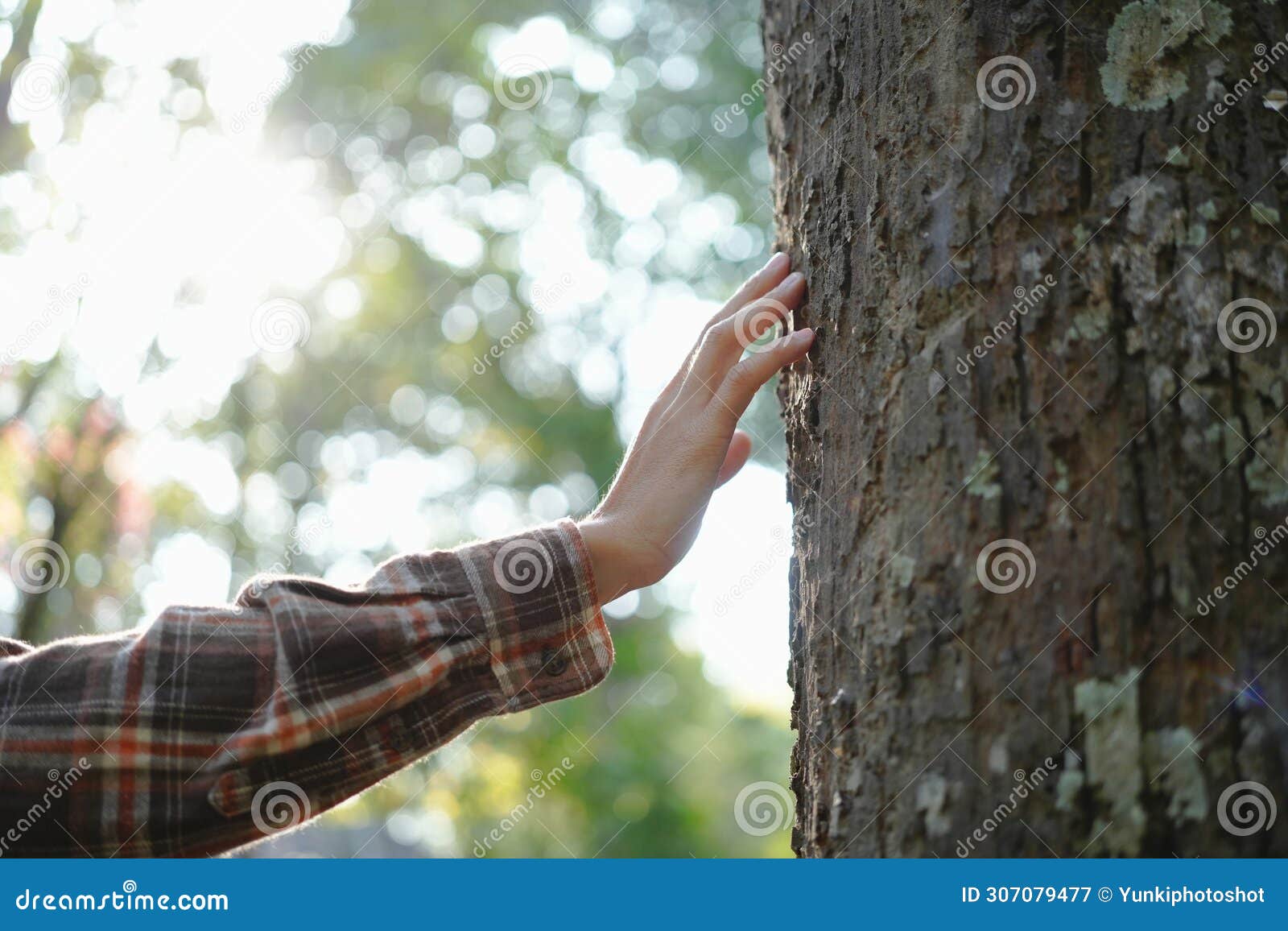 Human Hands Touching Tree Green Forest In Tropical Woods, Hug Tree Or ...