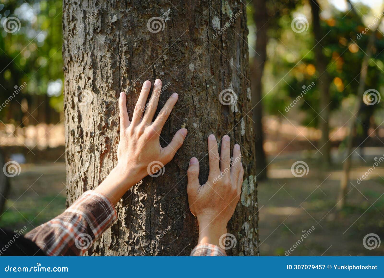 Human Hands Touching Tree Green Forest In Tropical Woods, Hug Tree Or ...