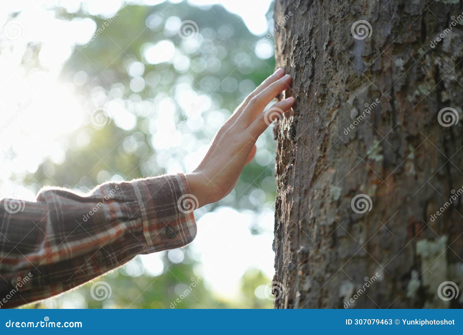 Human Hands Touching Tree Green Forest in Tropical Woods, Hug Tree or ...