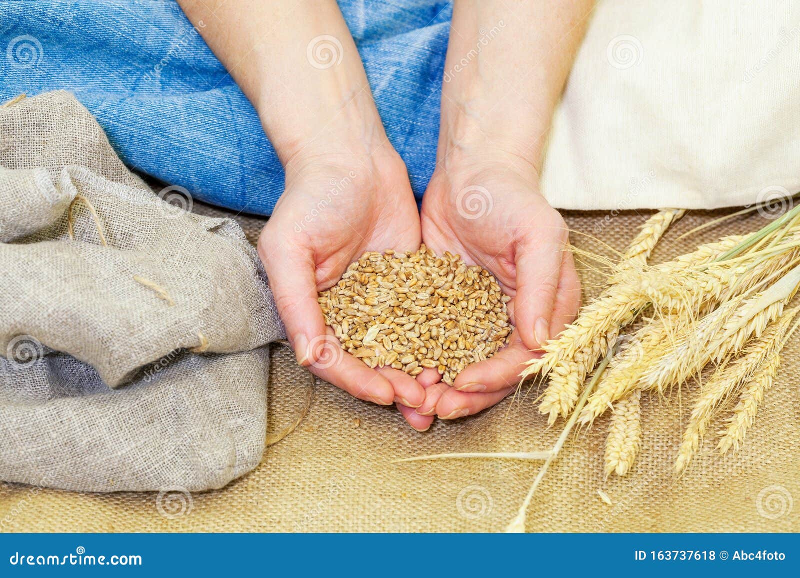 Human hands with wheat stock photo. Image of nature - 163737618