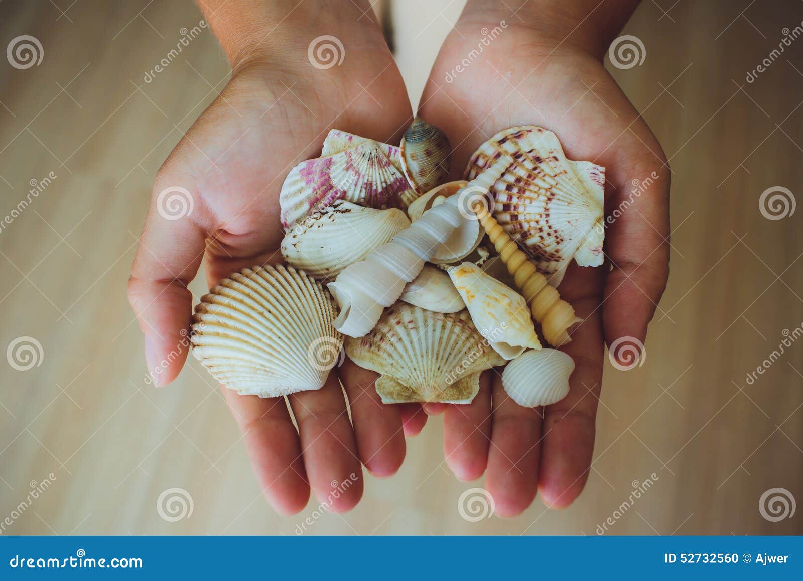 Human Hands, Women Holding Seashells, Starfish Stock Photo - Image of ...
