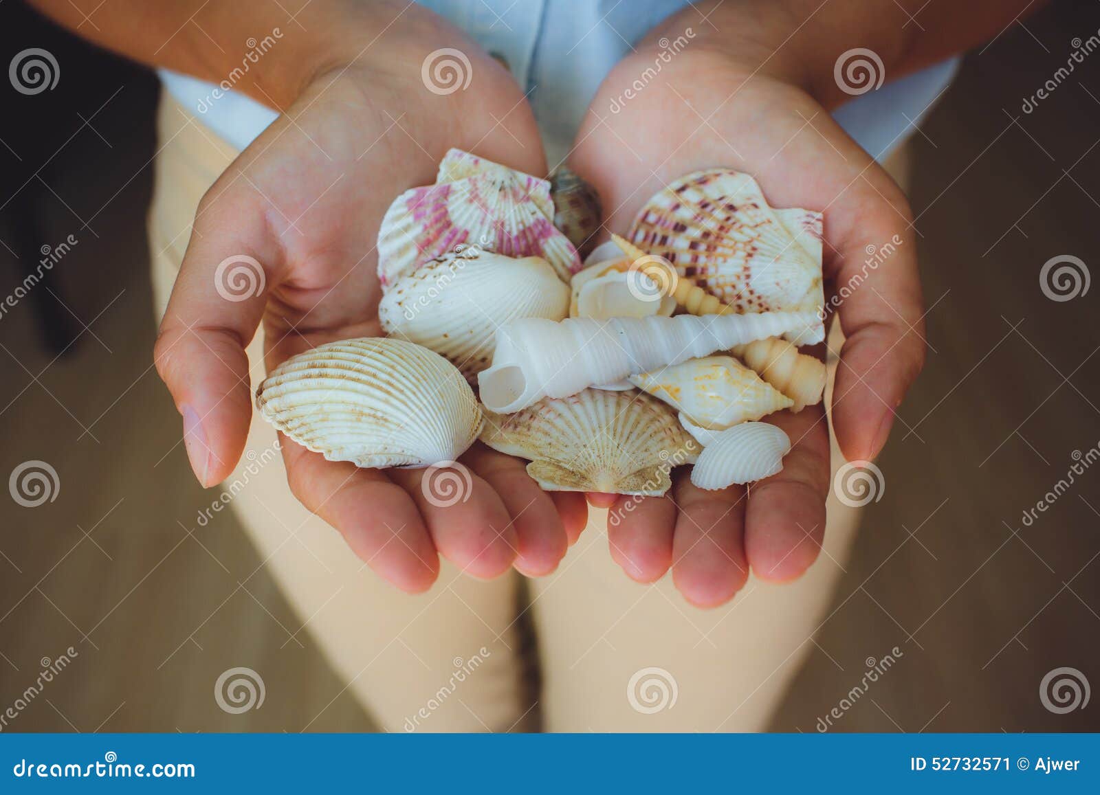 Human Hands, Women Holding Seashells, Starfish Stock Image - Image of ...