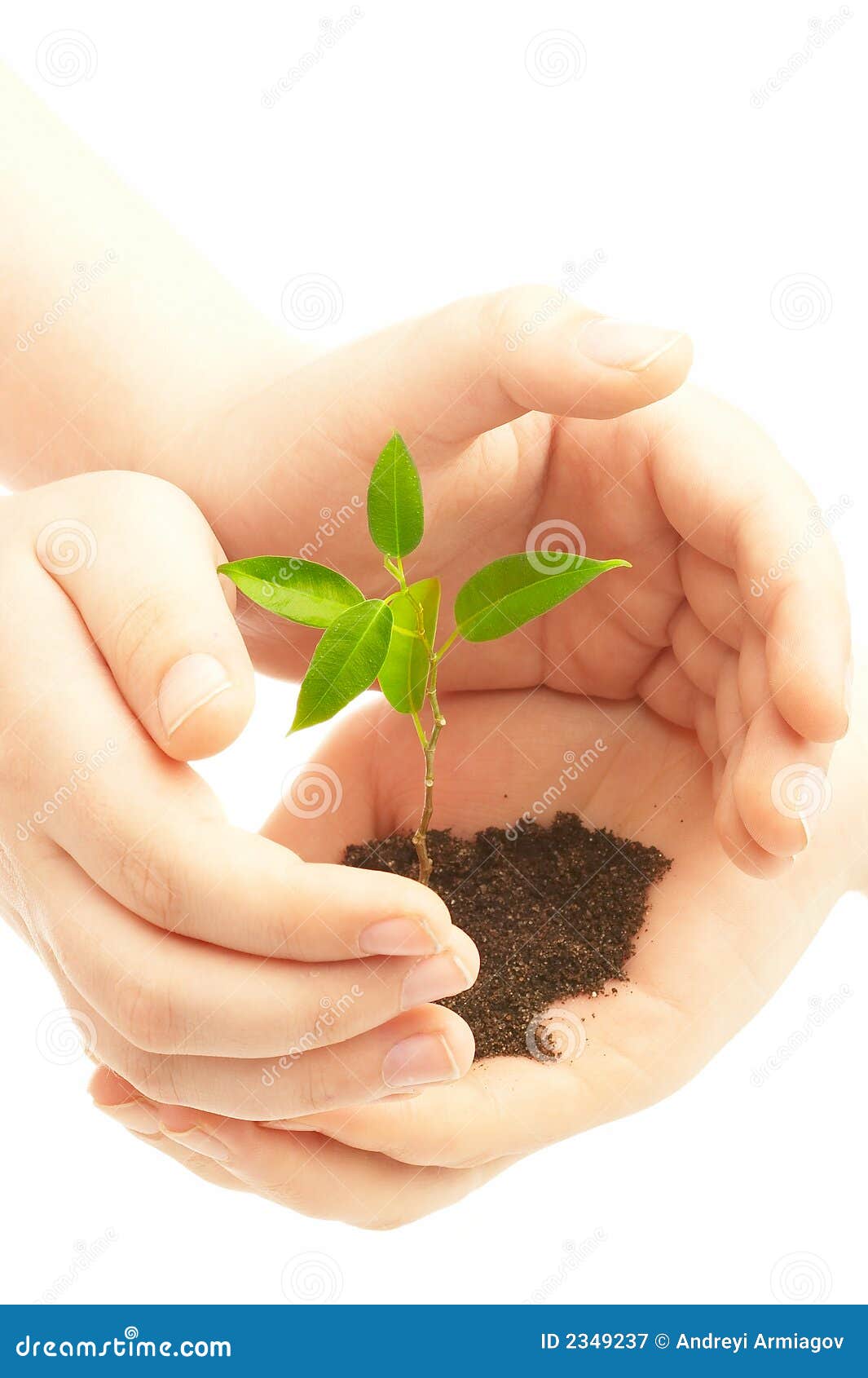 Human Hands and Young Plant Stock Image - Image of concepts, hands: 2349237