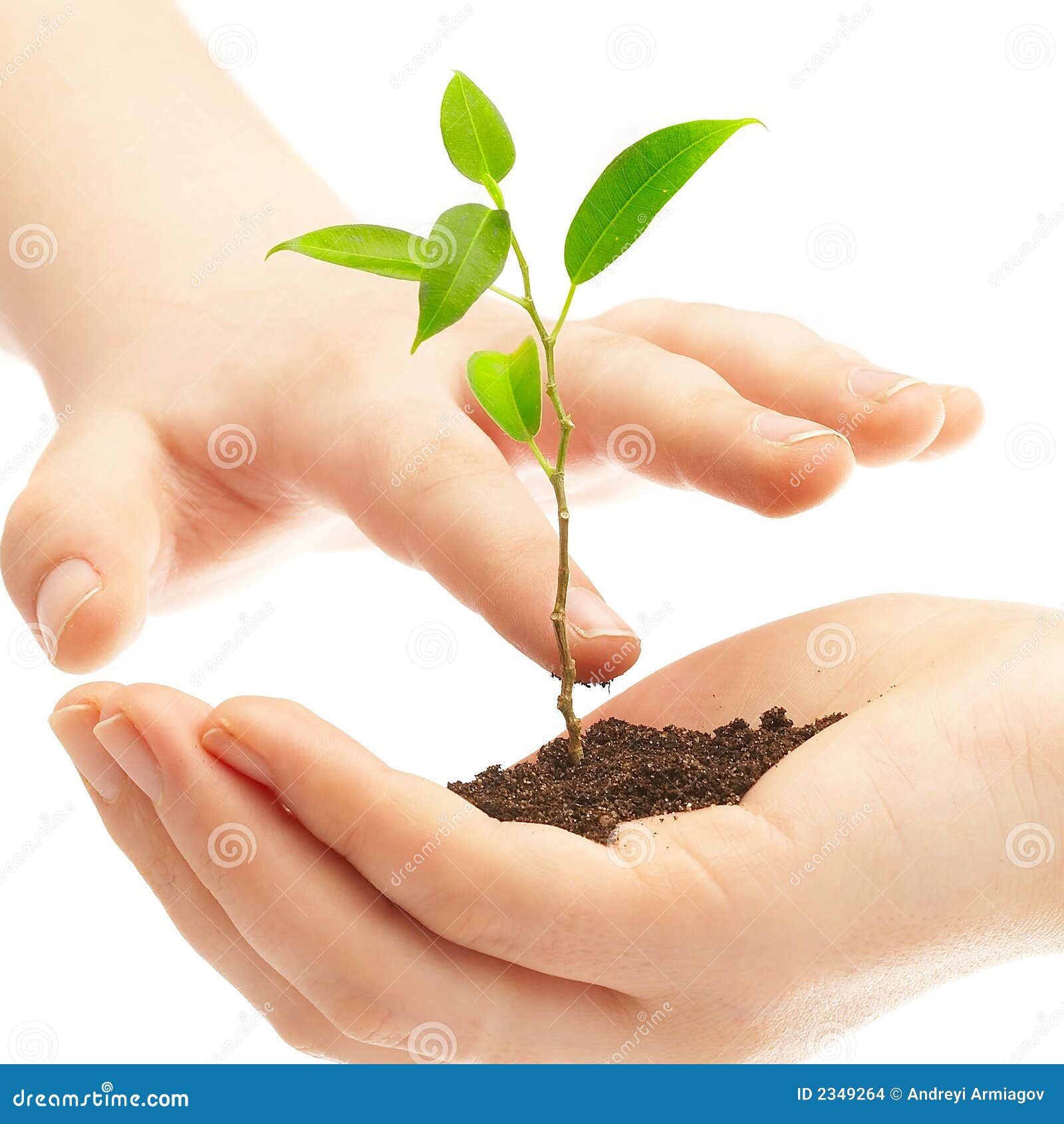 Human Hands and Young Plant Stock Photo - Image of fragility, business ...