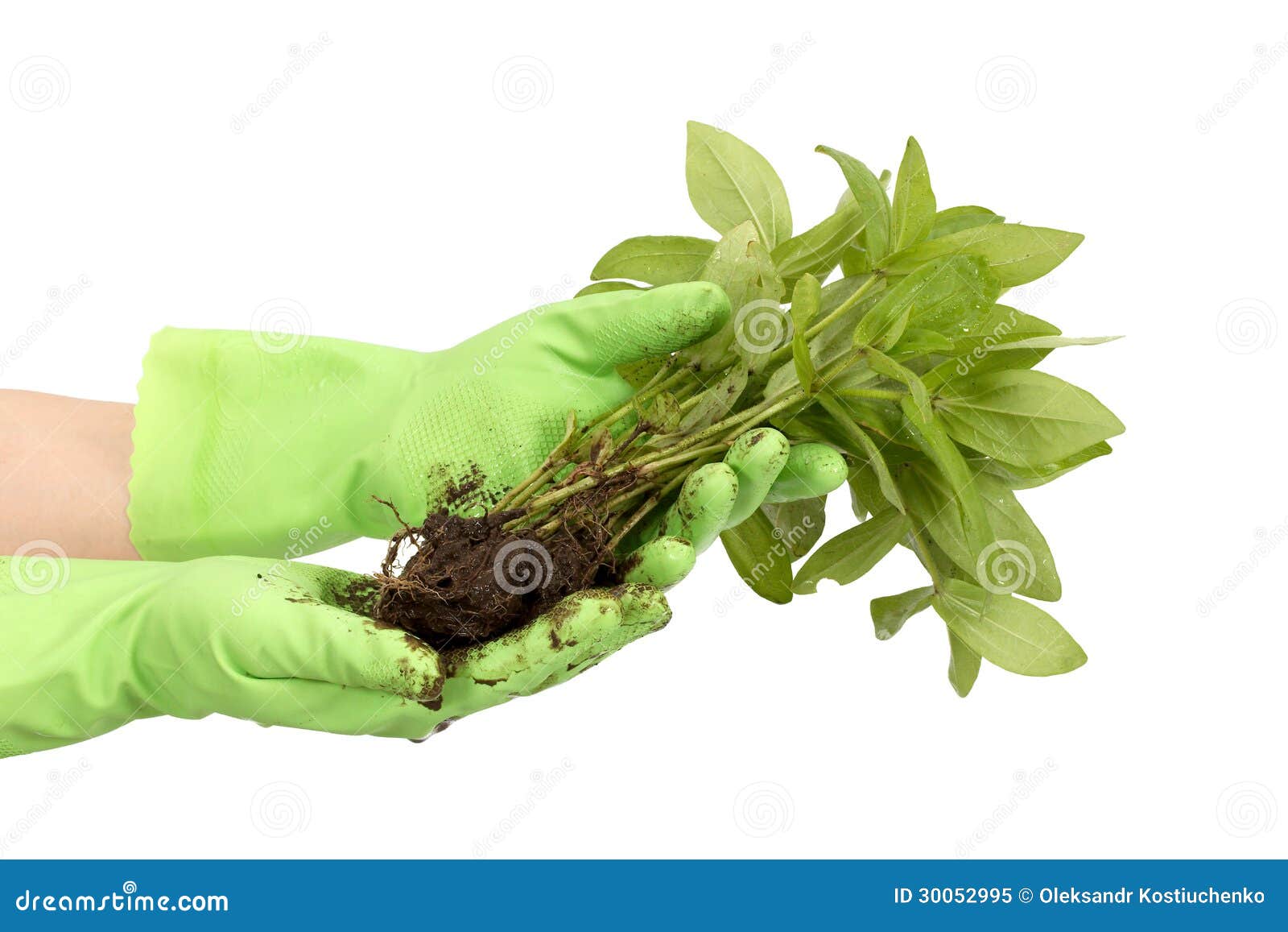 Human hand and young plant stock image. Image of environmental - 30052995