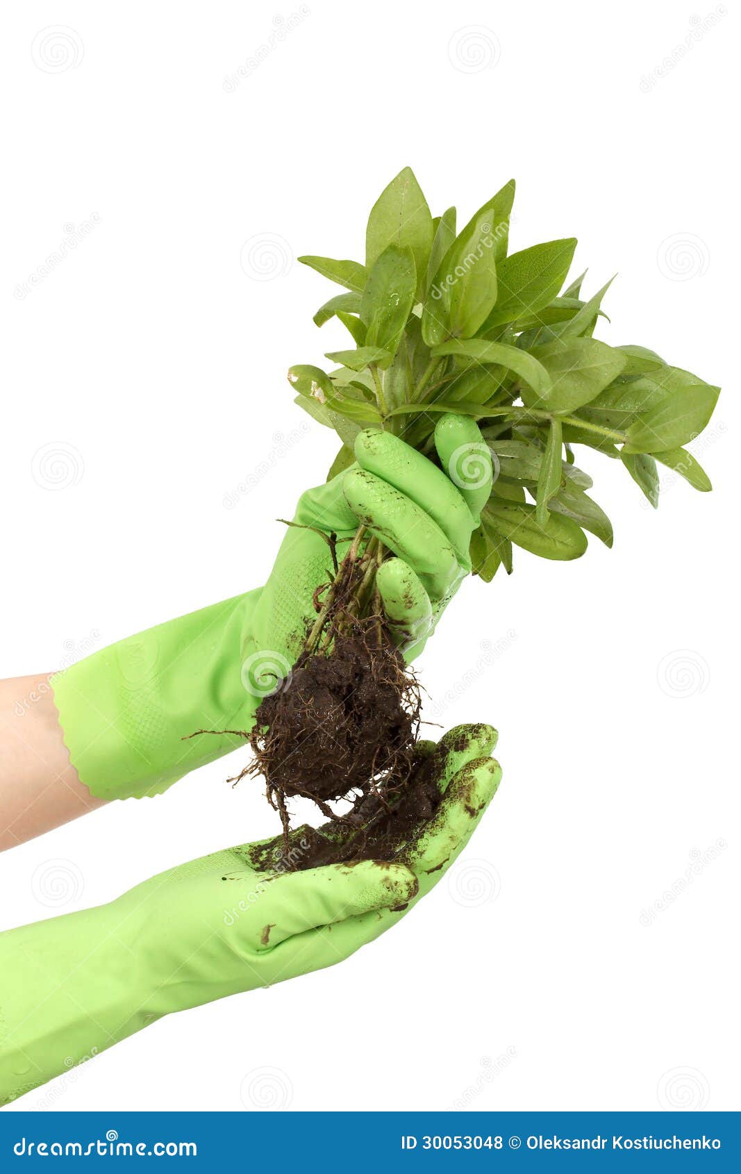 Human hand and young plant stock photo. Image of metaphors - 30053048