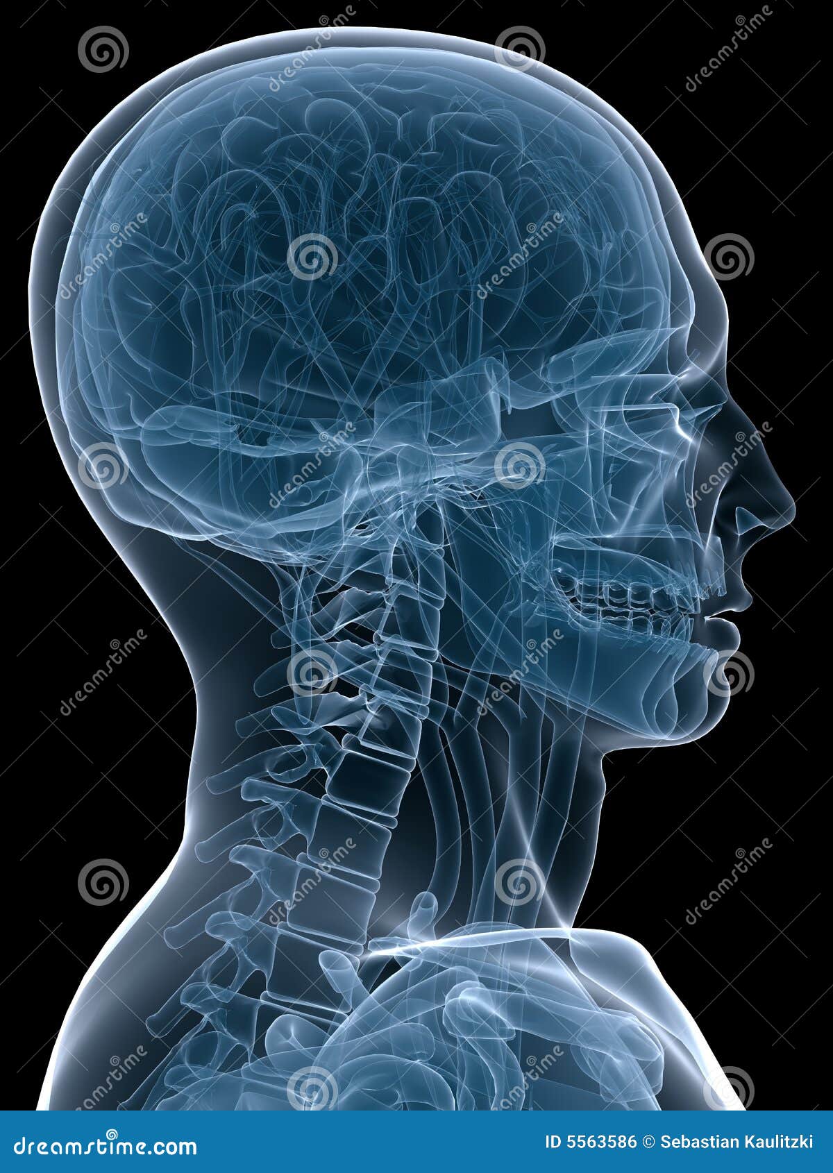 Human head stock illustration. Illustration of blue, anatomy - 5563586
