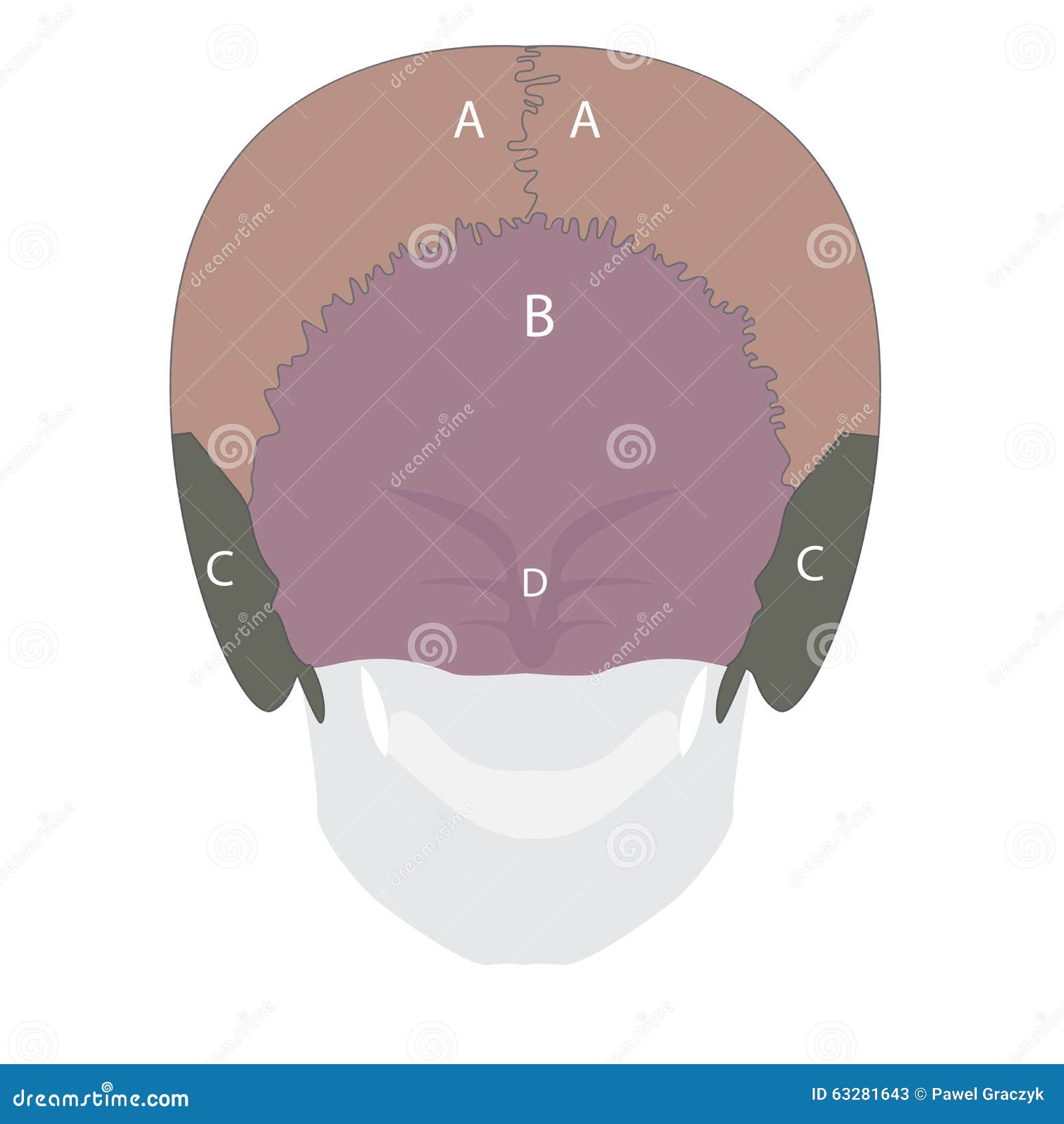 Human head bones stock vector. Illustration of nasale - 63281643