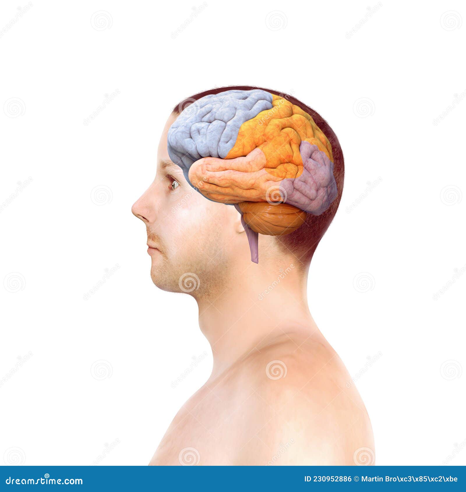 Human Head and Brain.Deep Learning , Machine Learning and Artificial ...