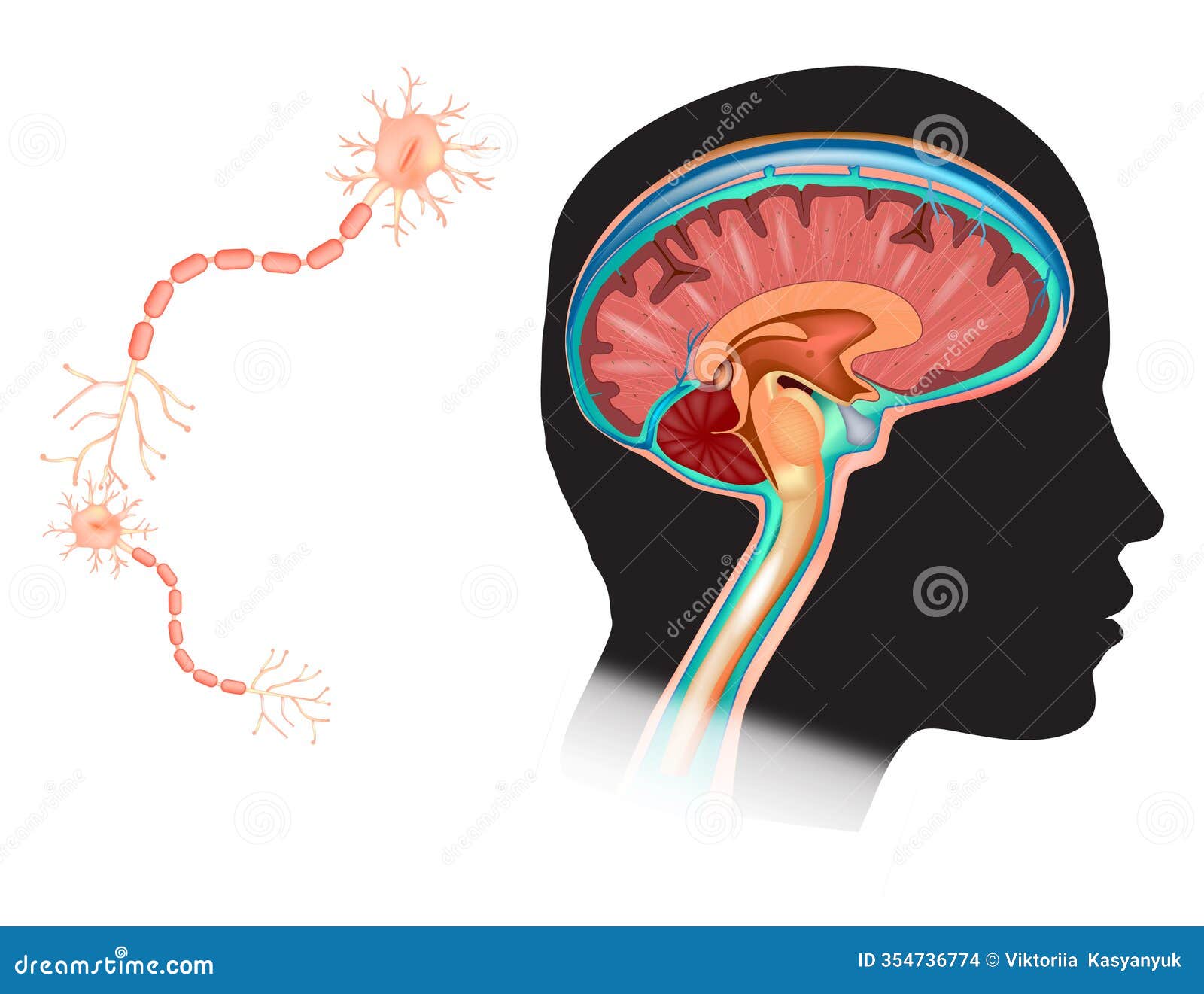 Human Head with Brain and Neurons Diagram. Cells in the Brain are ... Human Head with Brain and Neurons Diagram. Cells in the Brain are ...