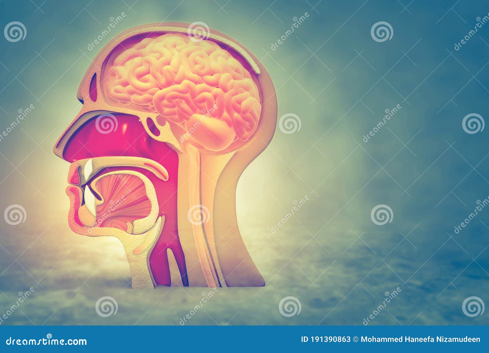 Human head cross section stock illustration. Illustration of organ ...