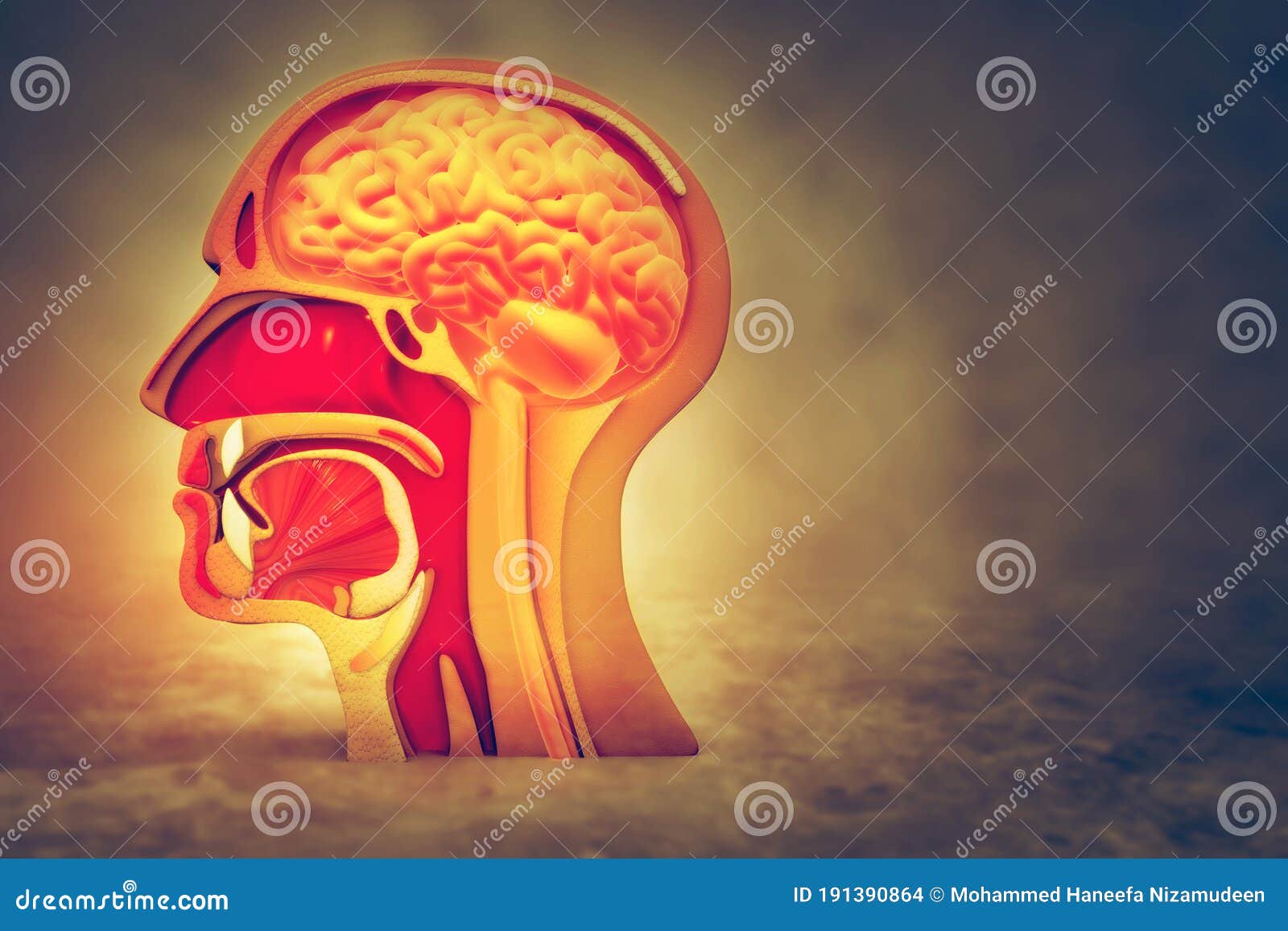 Human Head Cross Section _ Free human head cross section illustrations ...