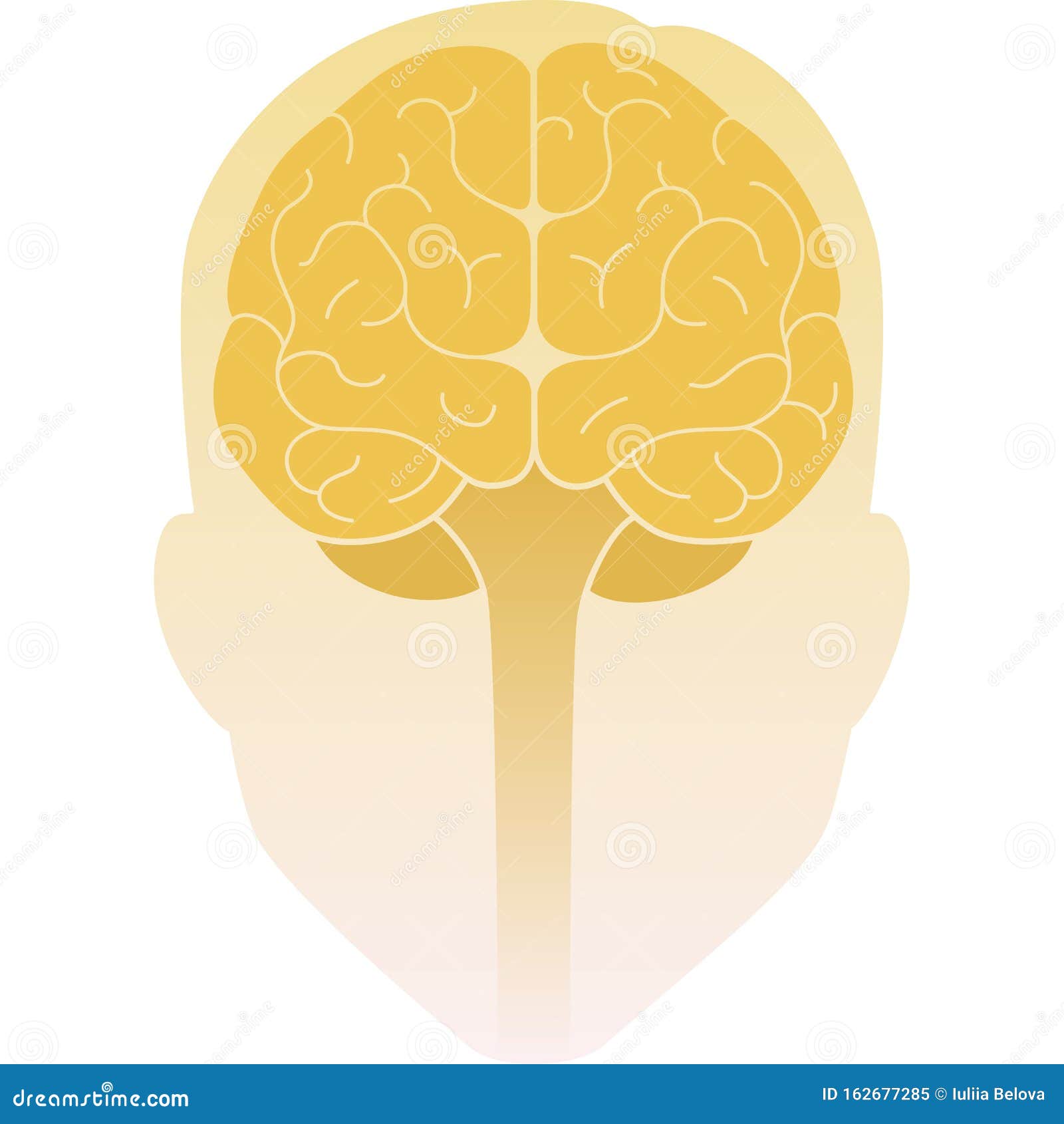 Human Head Front View and the Brain Inside. Human Brain Front View ... Human Head Front View and the Brain Inside. Human Brain Front View ...